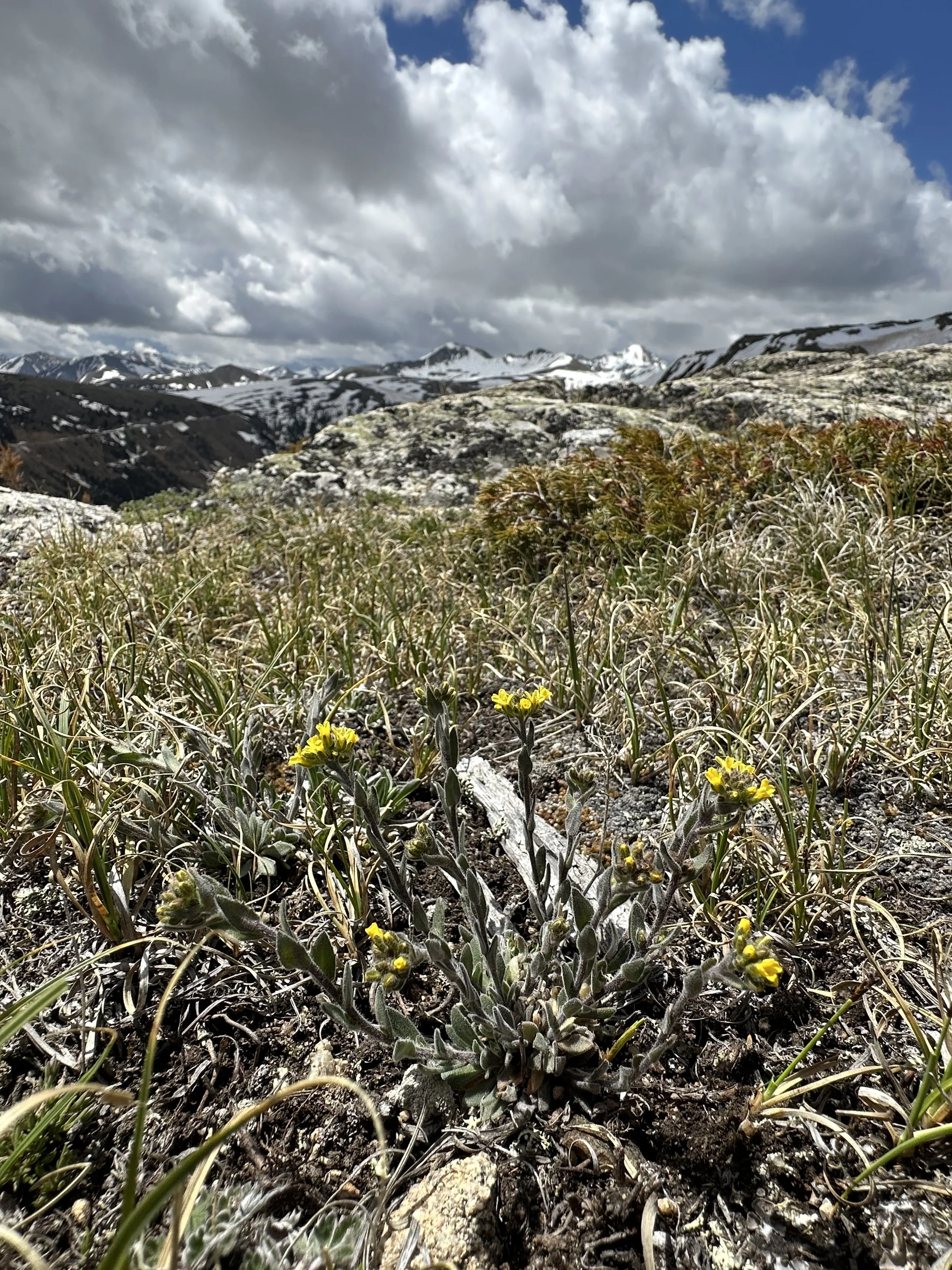 2024 Wildflower Checklist — Independence Pass Foundation