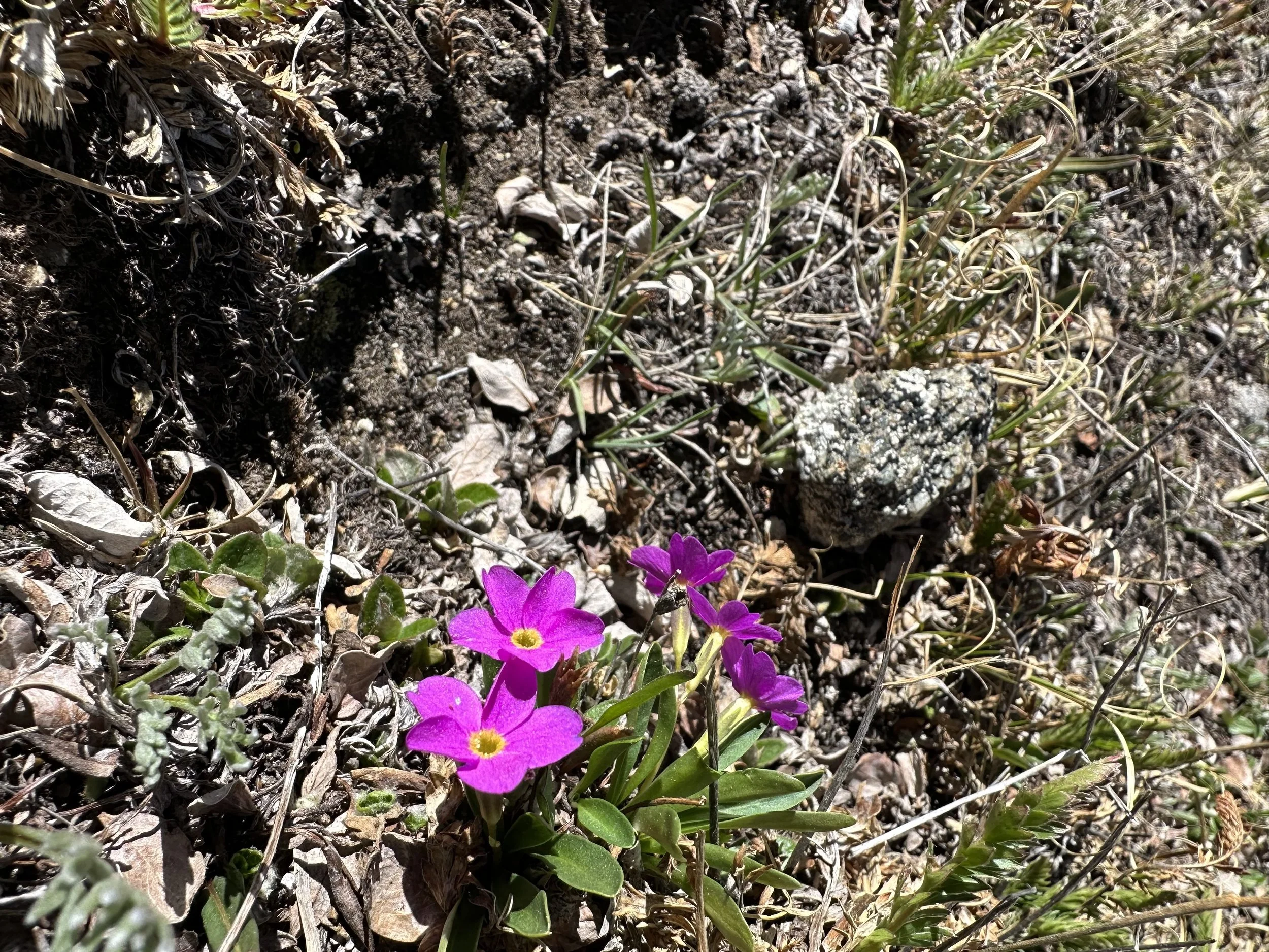 See me! — Independence Pass Foundation