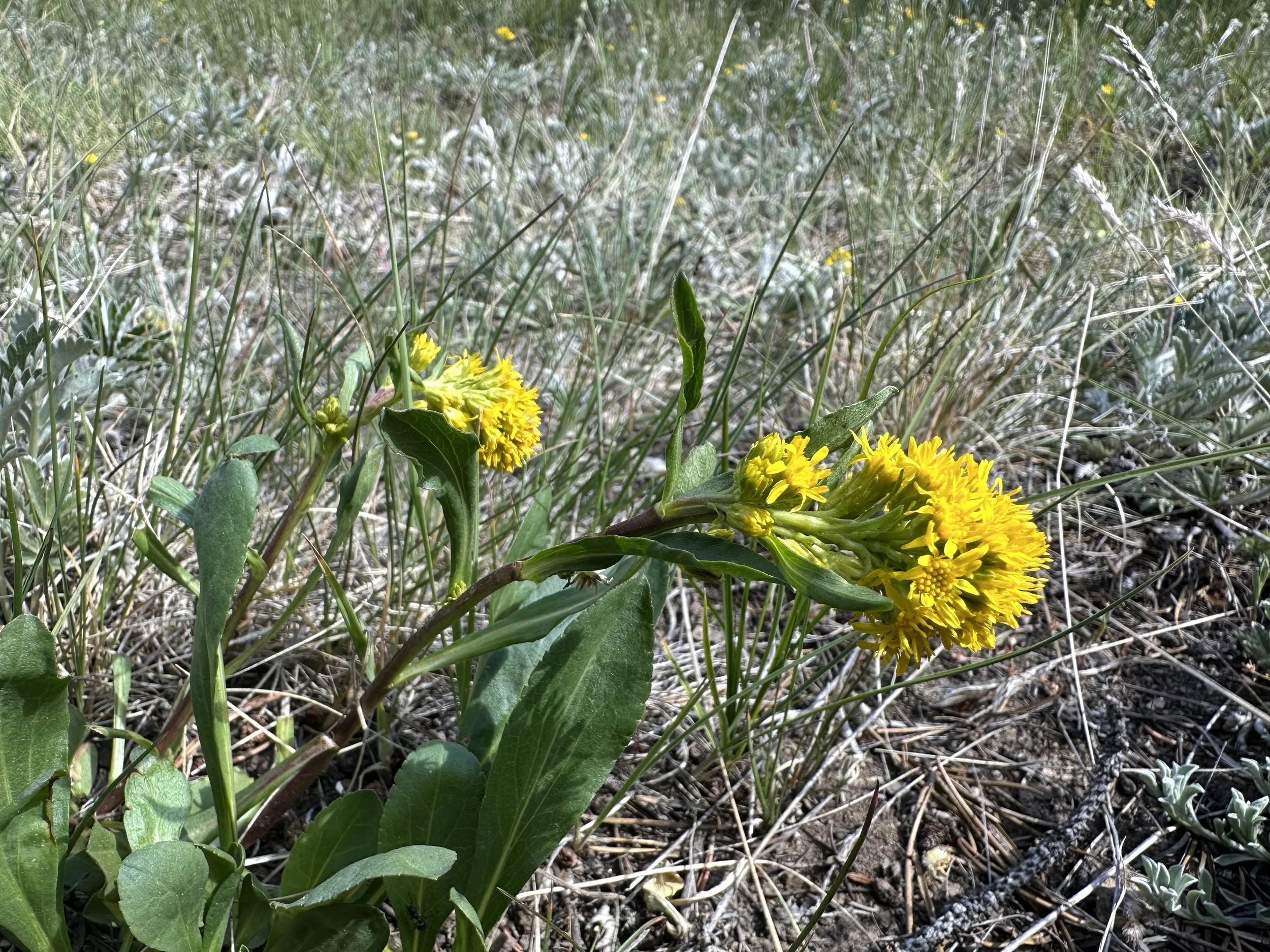 Why ciliate margined petioles matter — Independence Pass Foundation