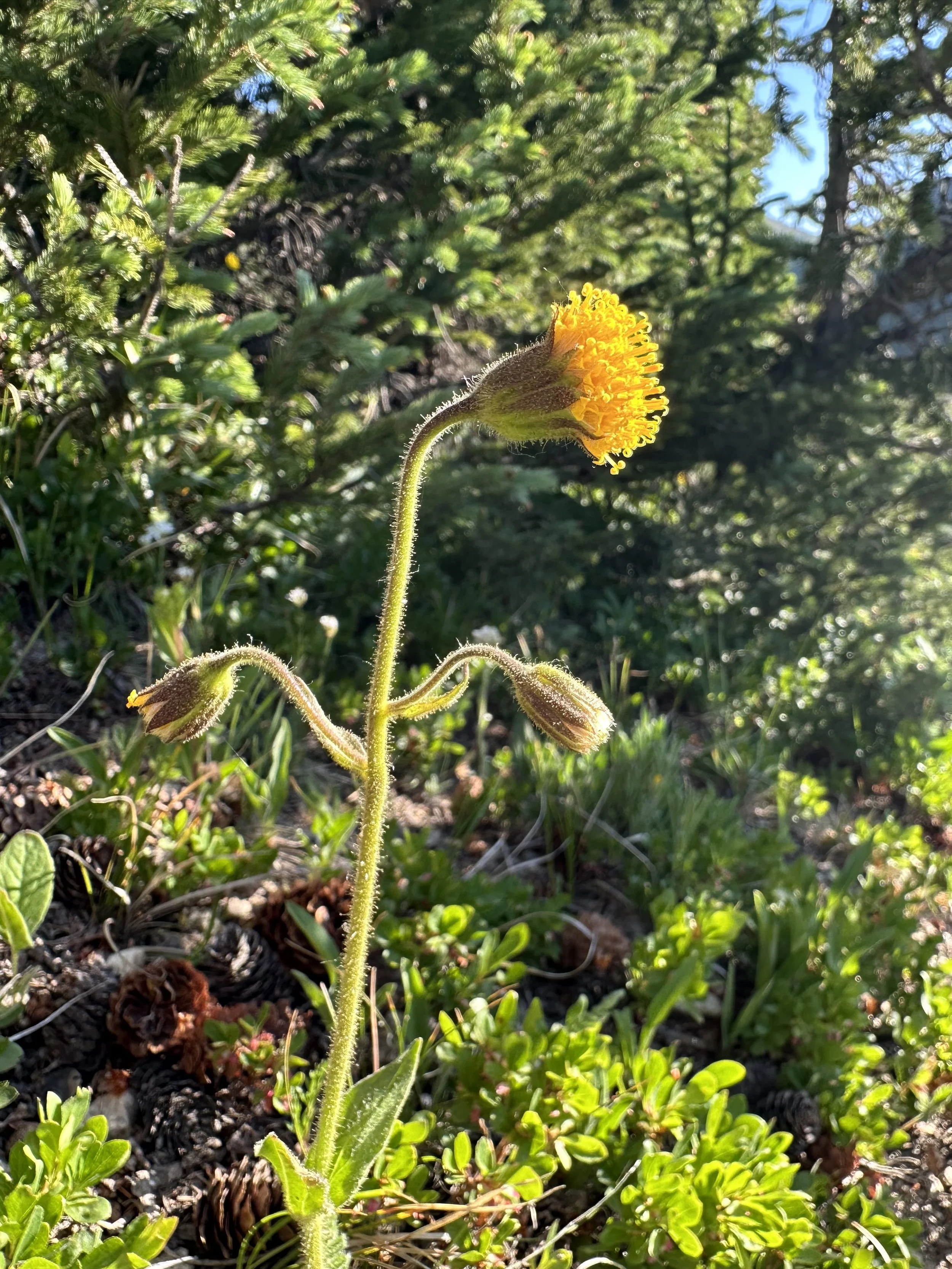 2023 Wildflower Checklist — Independence Pass Foundation