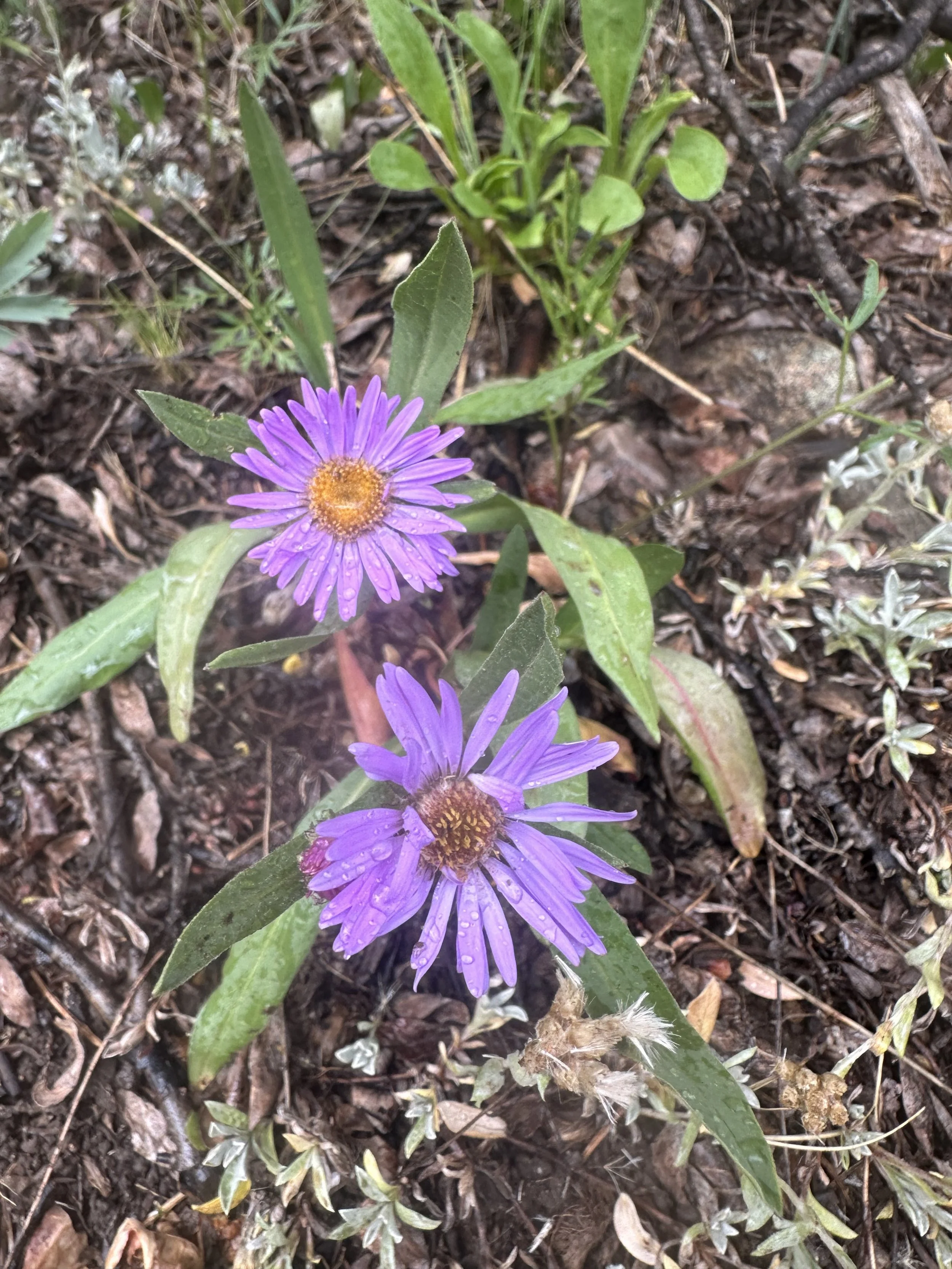 The asters are out! — Independence Pass Foundation