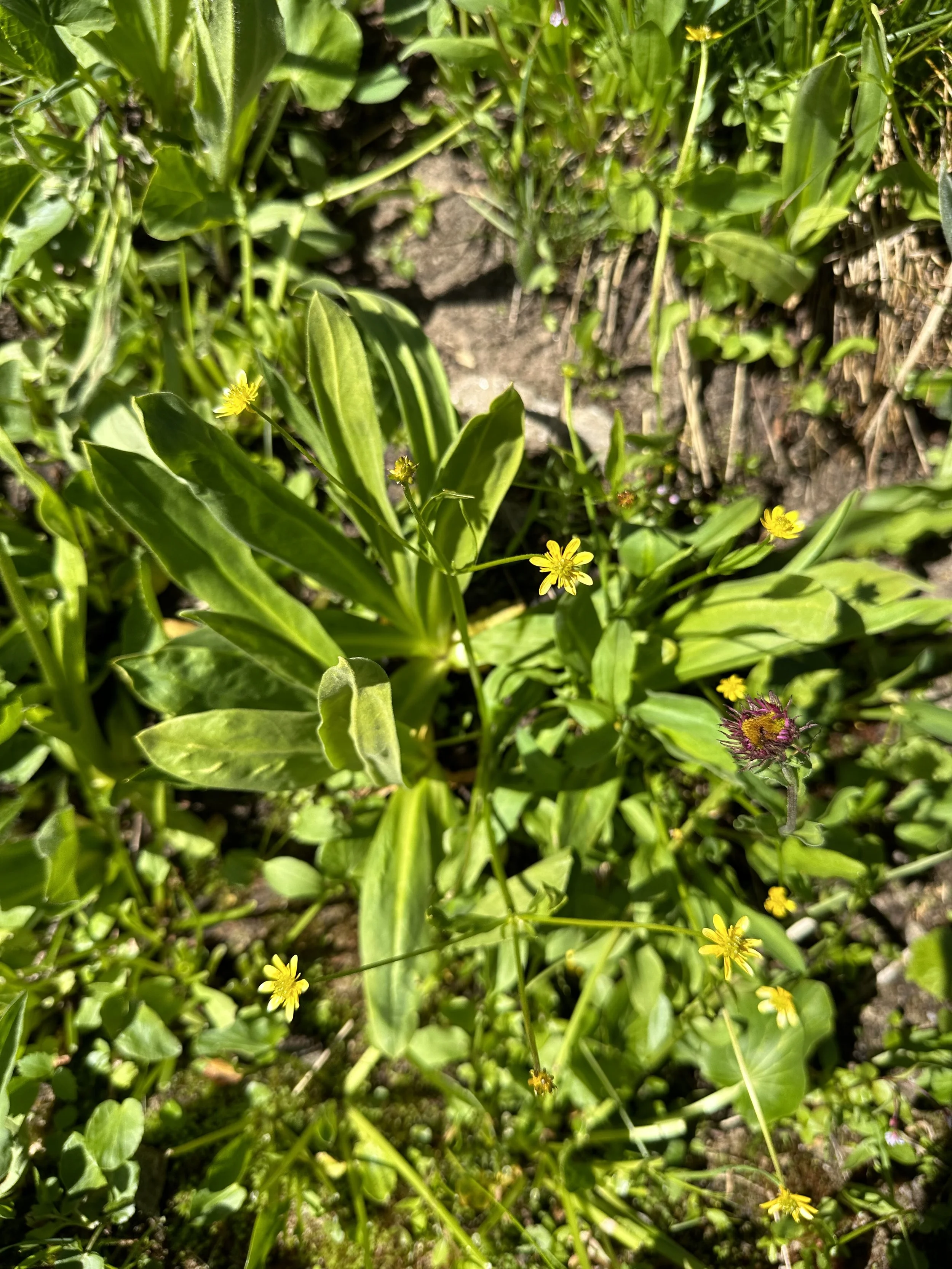 2024 Wildflower Checklist — Independence Pass Foundation