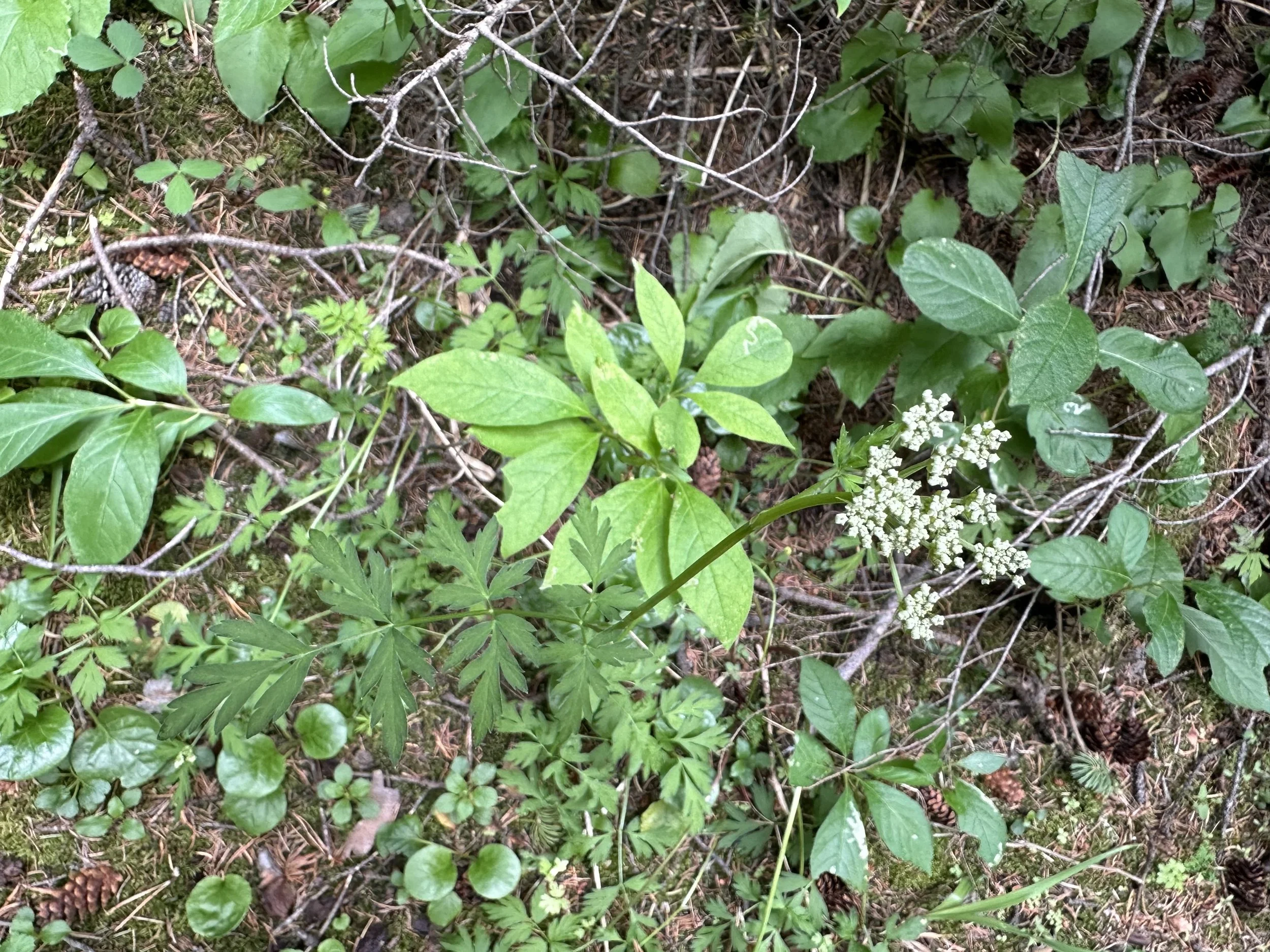 2023 Wildflower Checklist — Independence Pass Foundation
