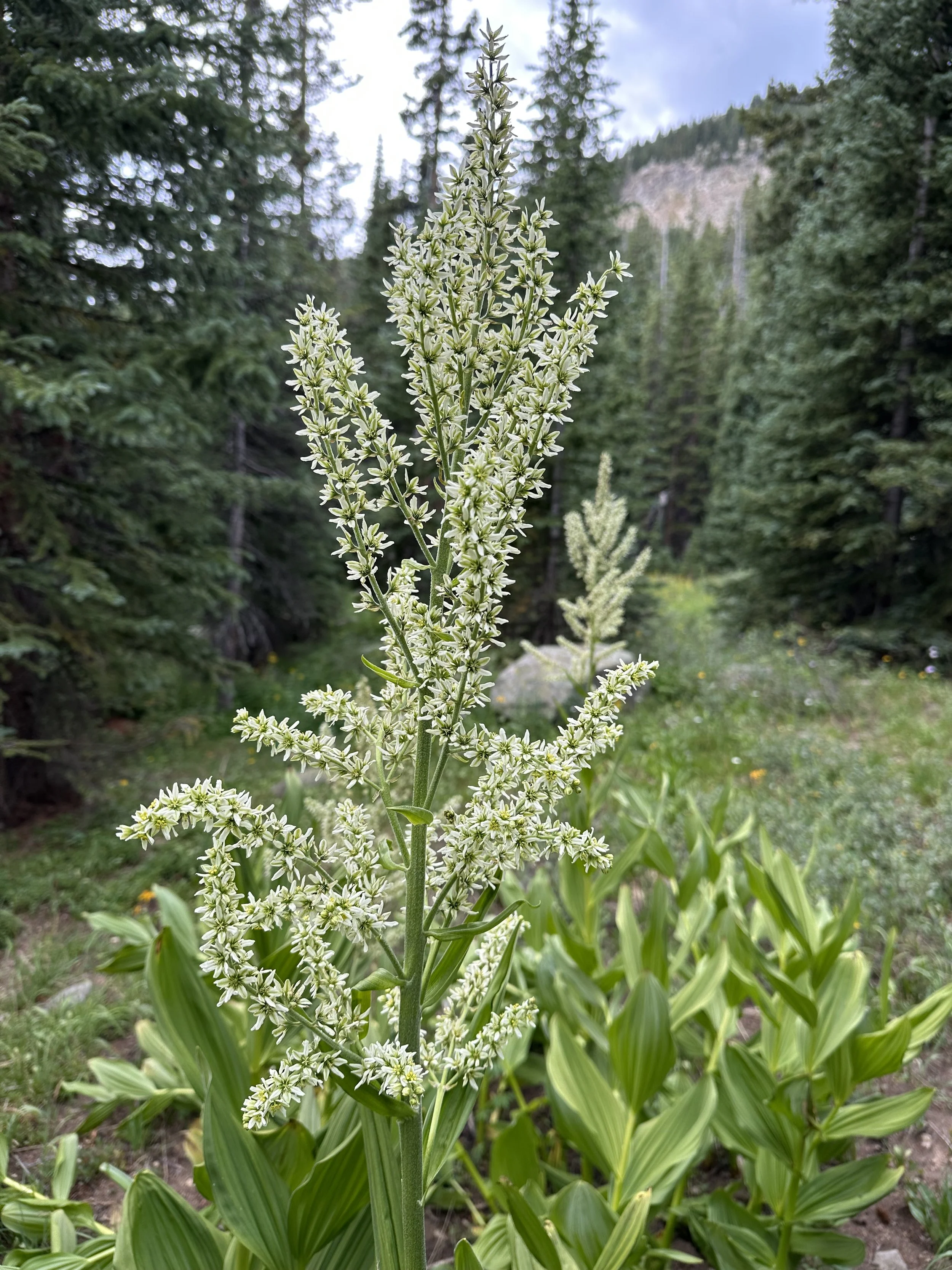 Skunky hellebore lily — Independence Pass Foundation