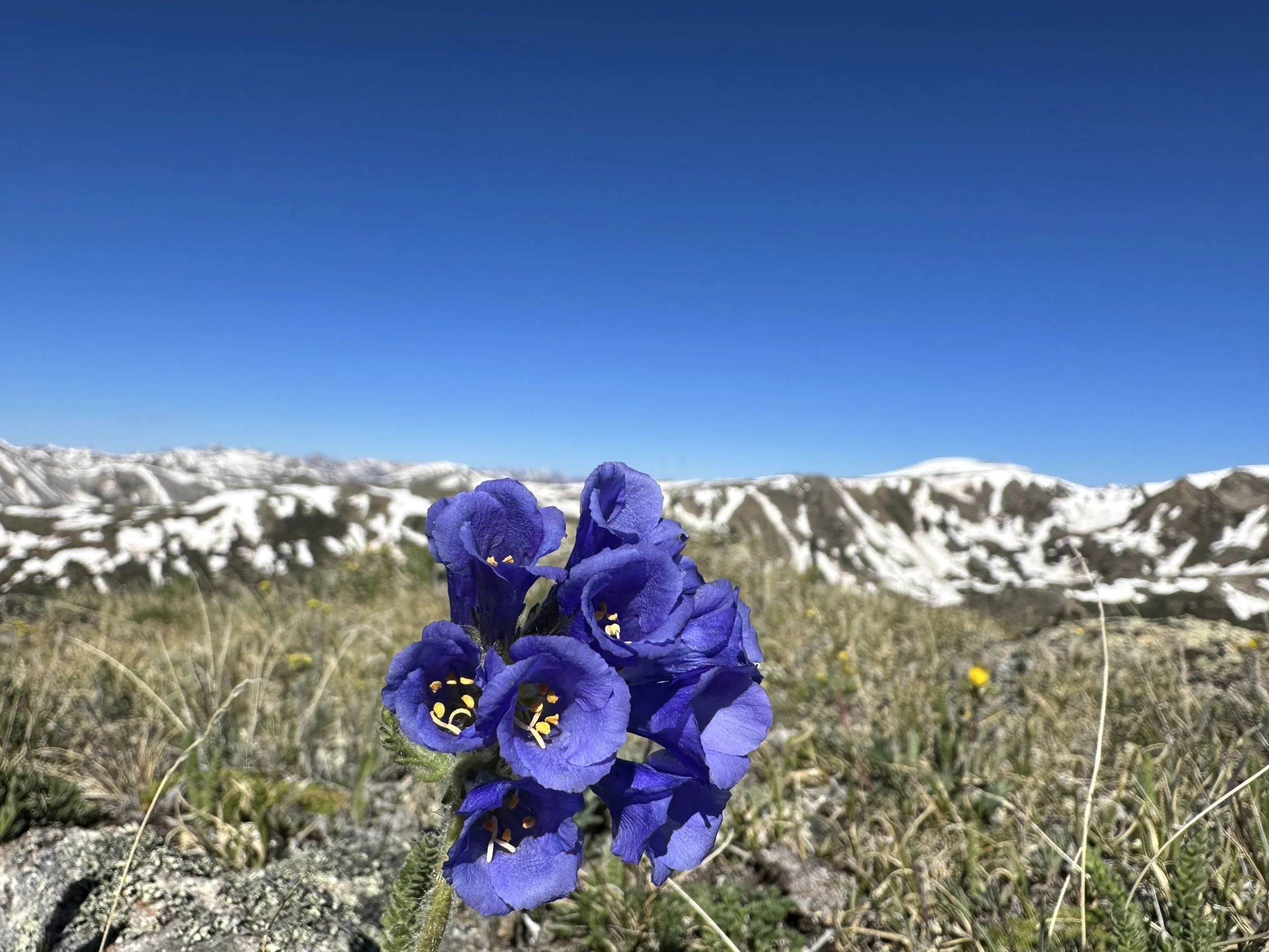 Psyched to smell a skunk — Independence Pass Foundation