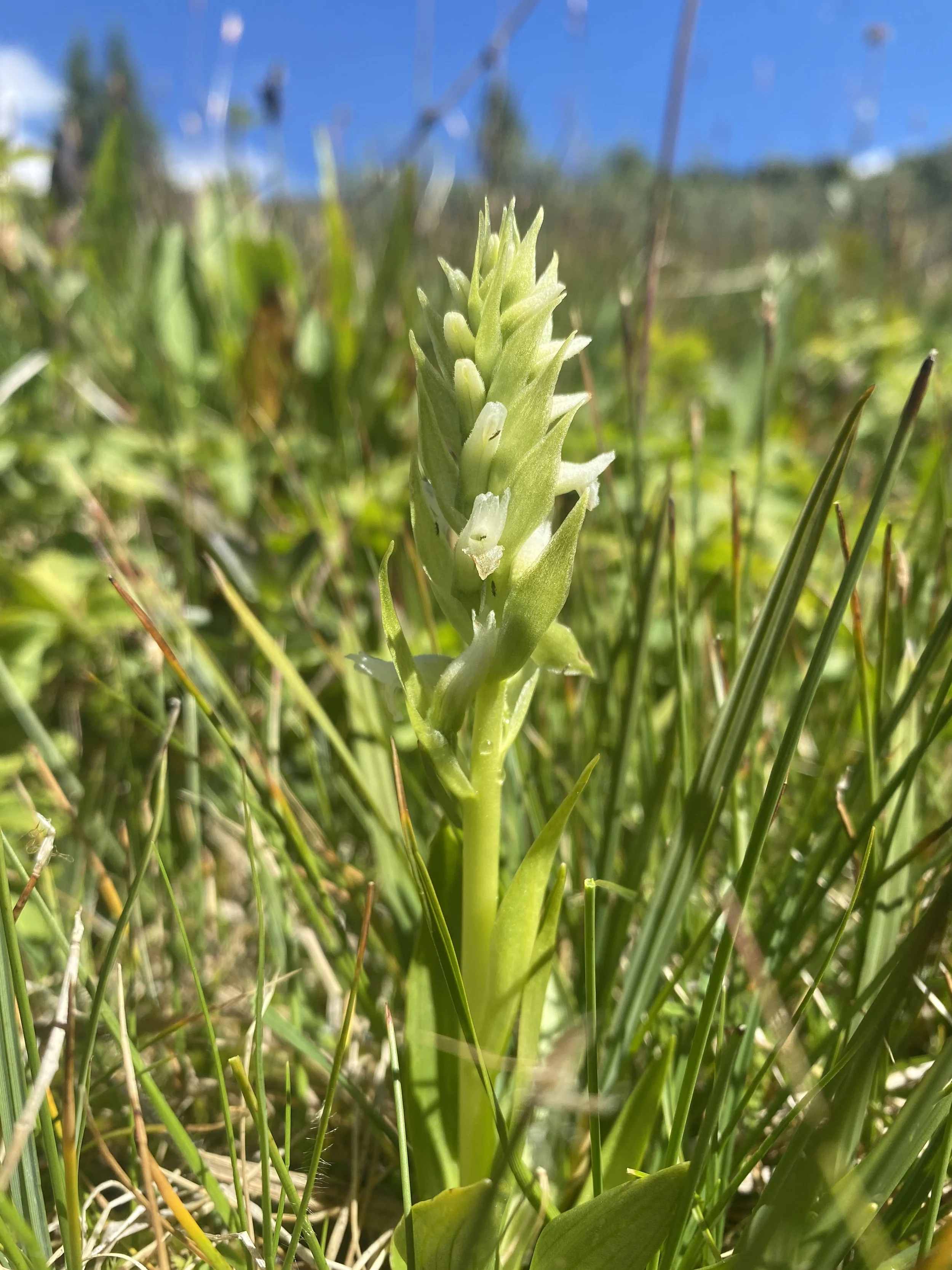Late summer orchid — Independence Pass Foundation