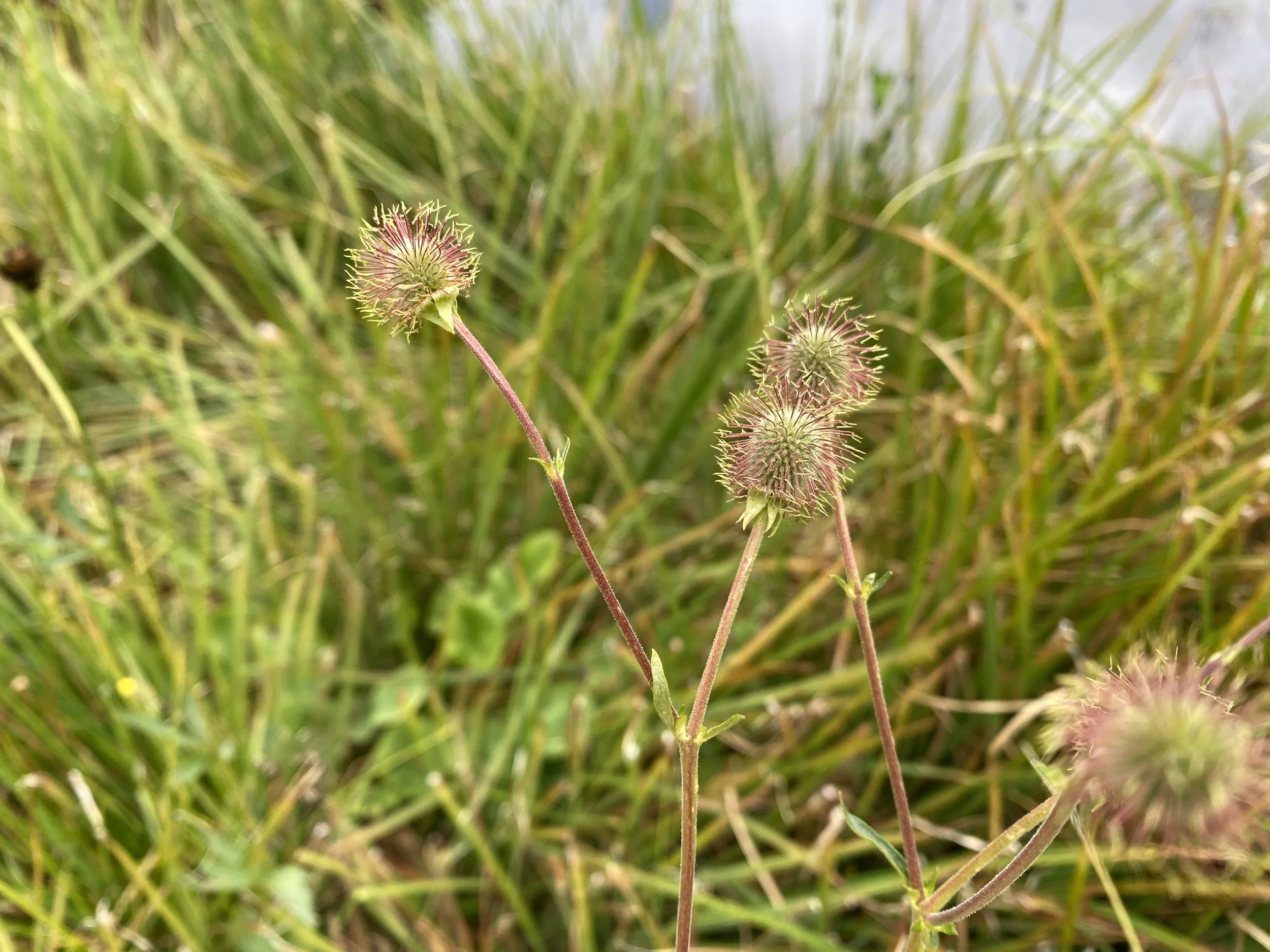 Geum Macrophyllum Fruit