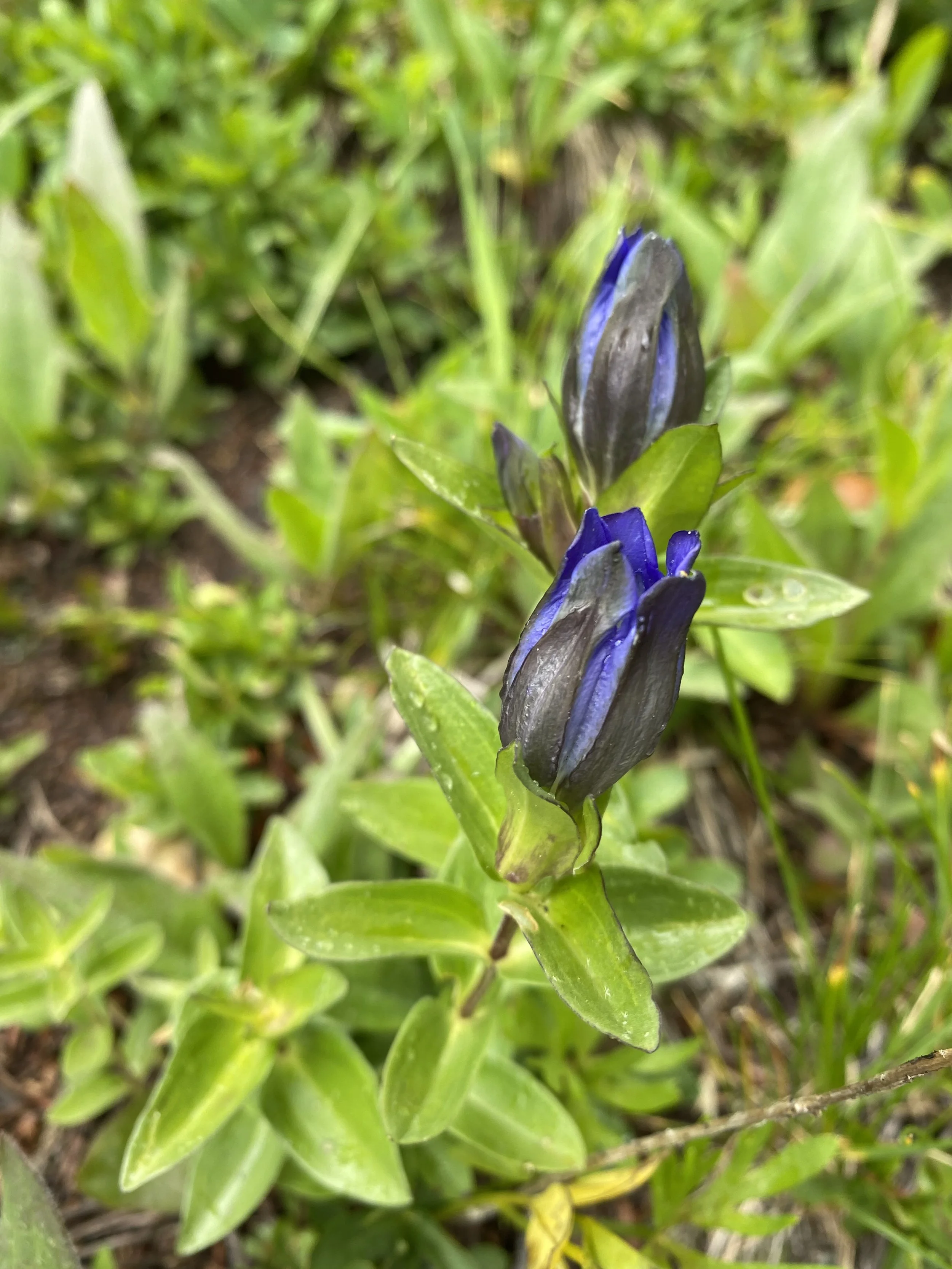 The wide-mouthed one — Independence Pass Foundation