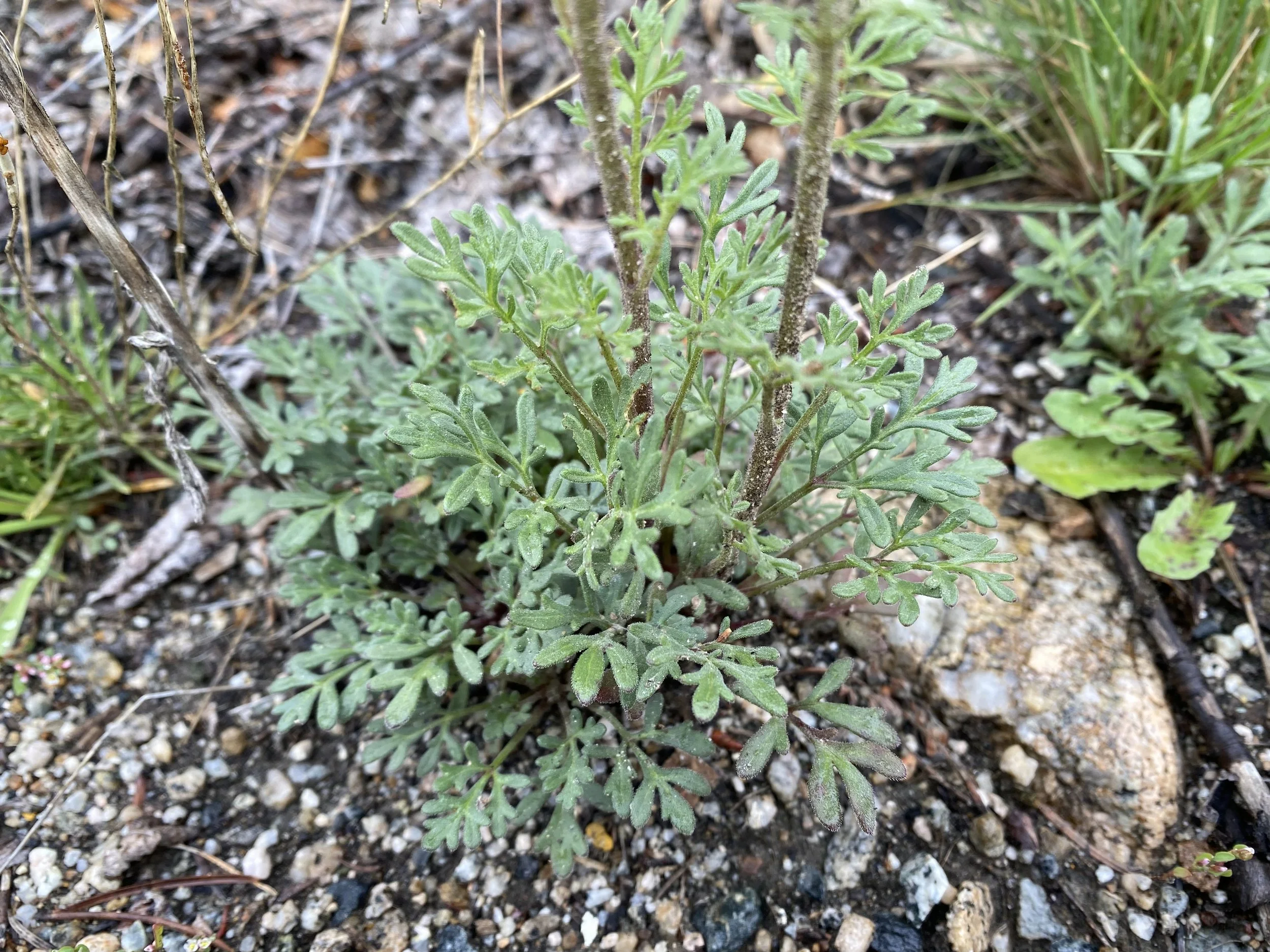 Not exactly bay-side — Independence Pass Foundation