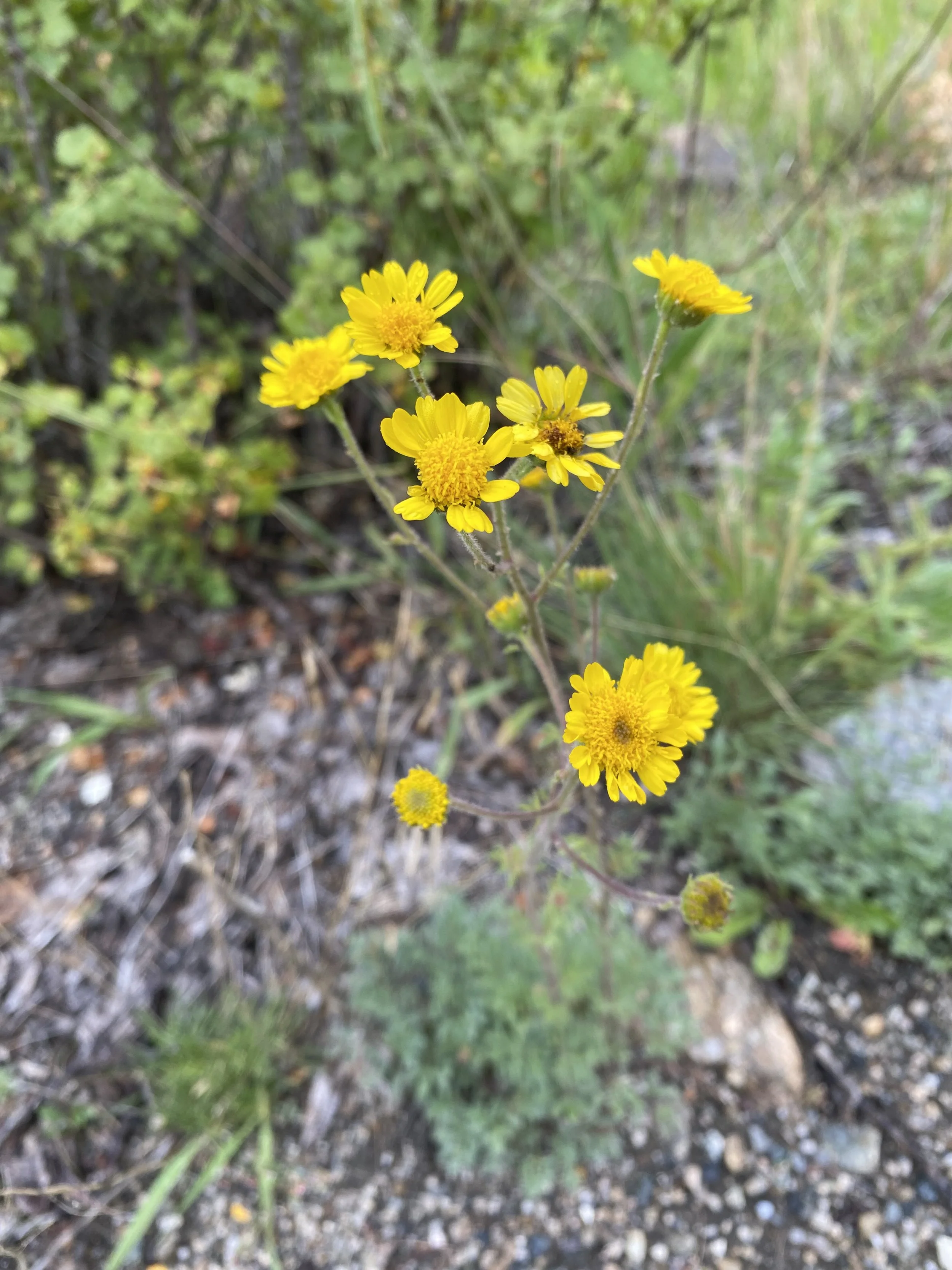 Not exactly bay-side — Independence Pass Foundation