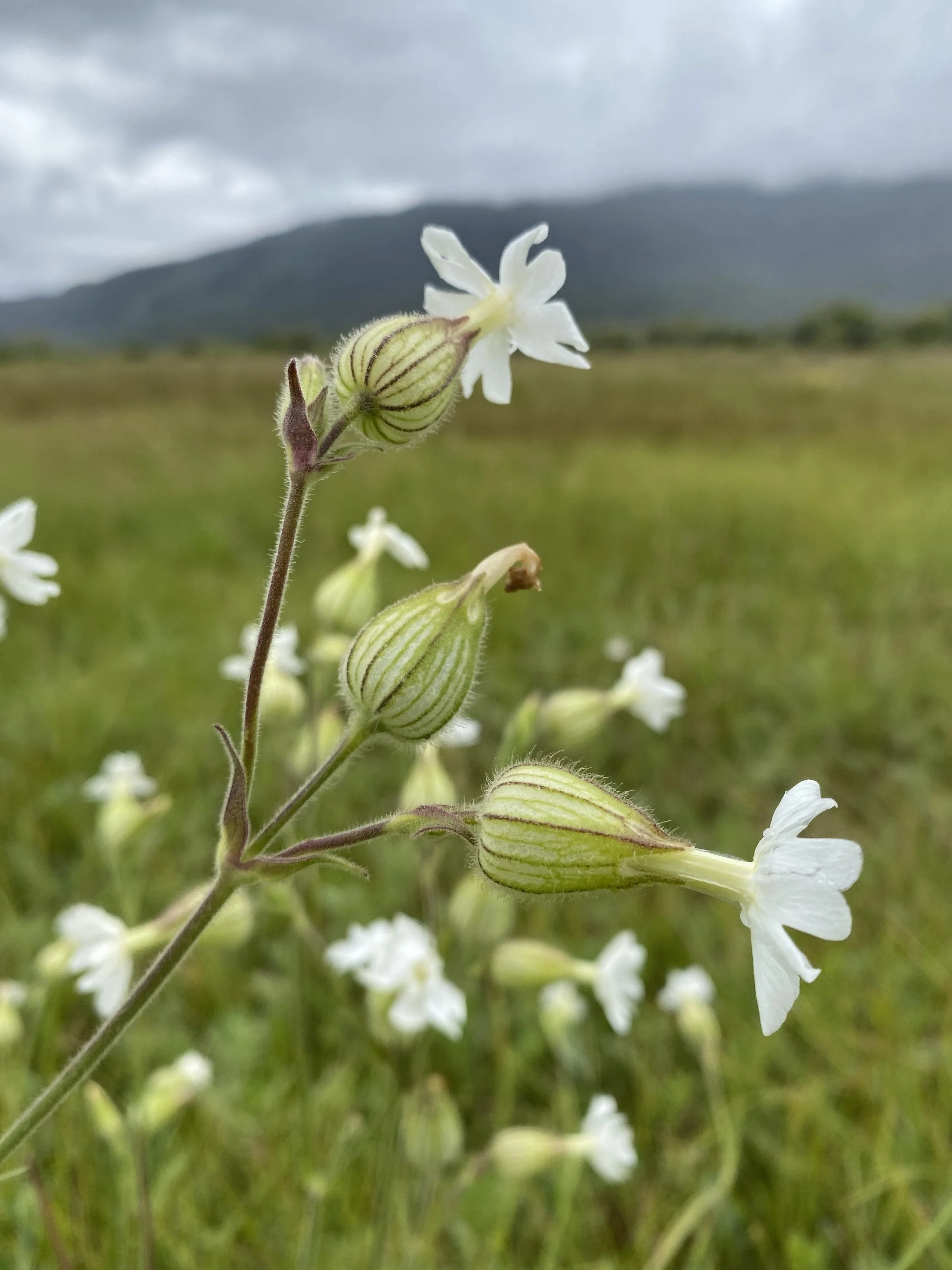 An invasive, dang it — Independence Pass Foundation