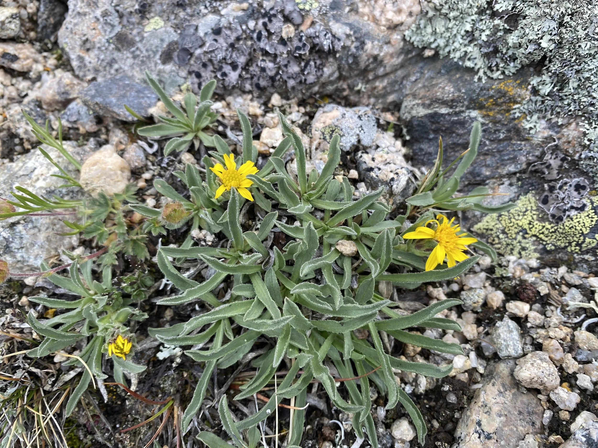 A most golden weed — Independence Pass Foundation
