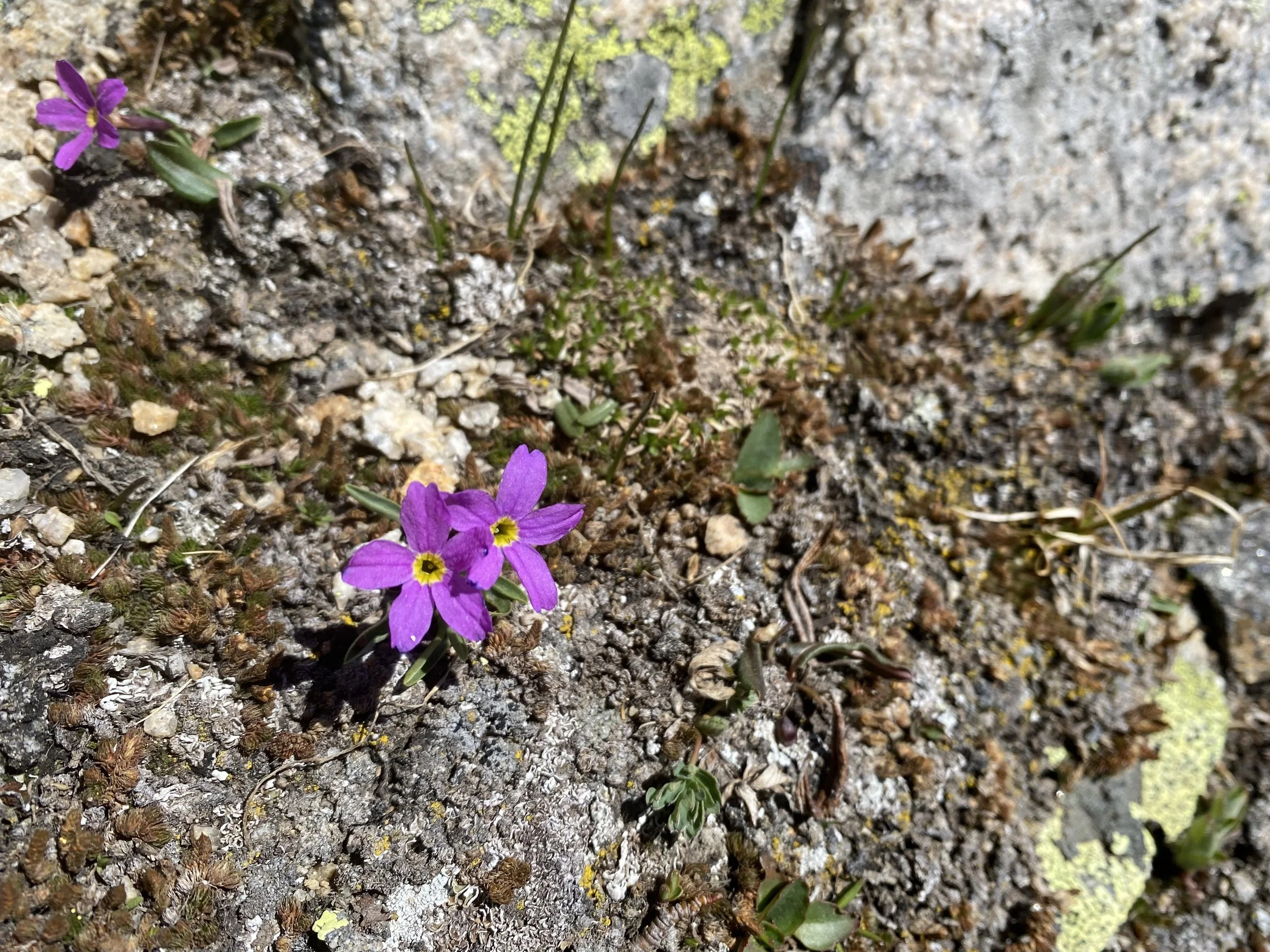 2022 Wildflower Checklist Blog — Independence Pass Foundation