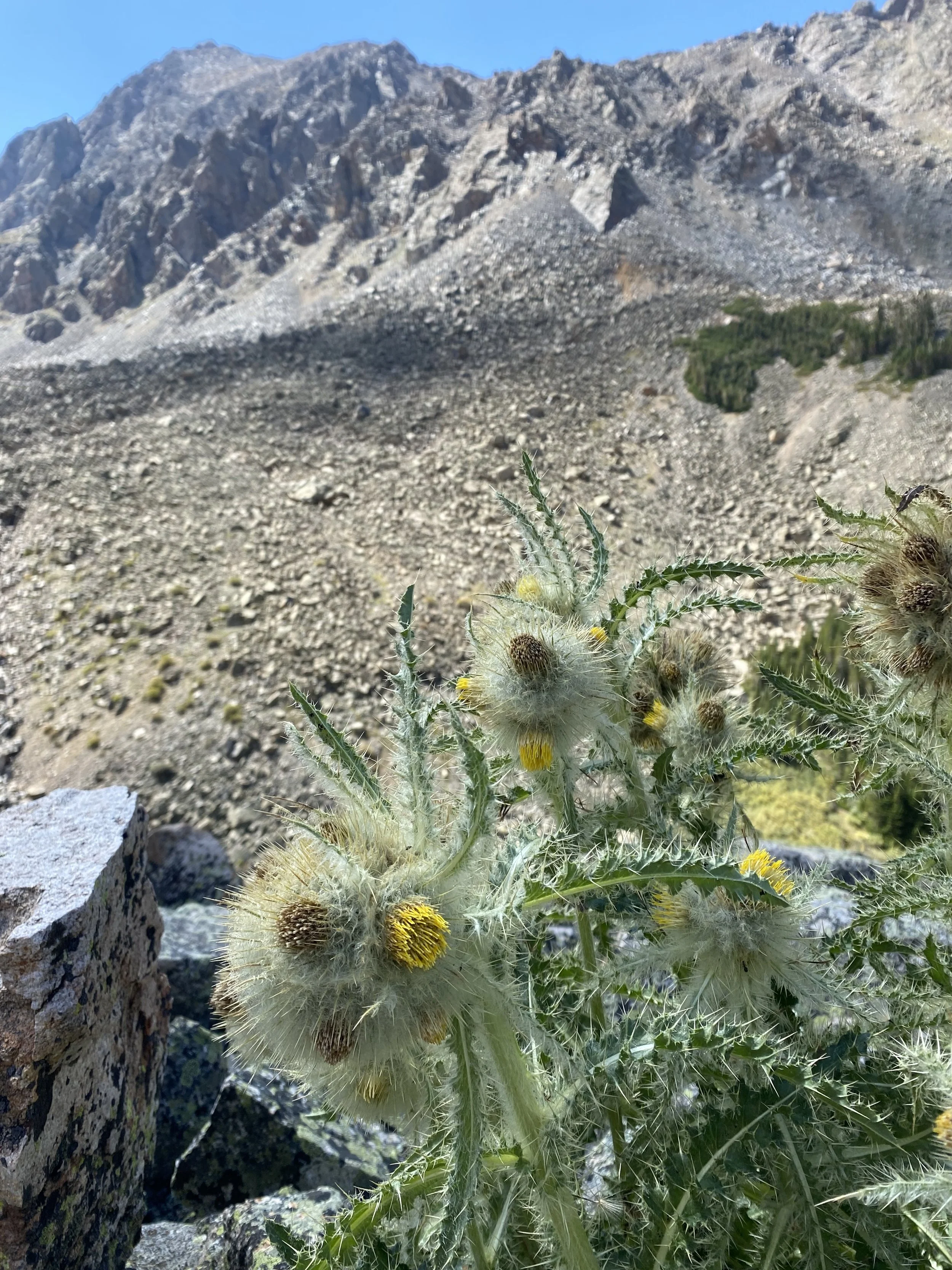 2022 Wildflower Checklist Blog — Independence Pass Foundation