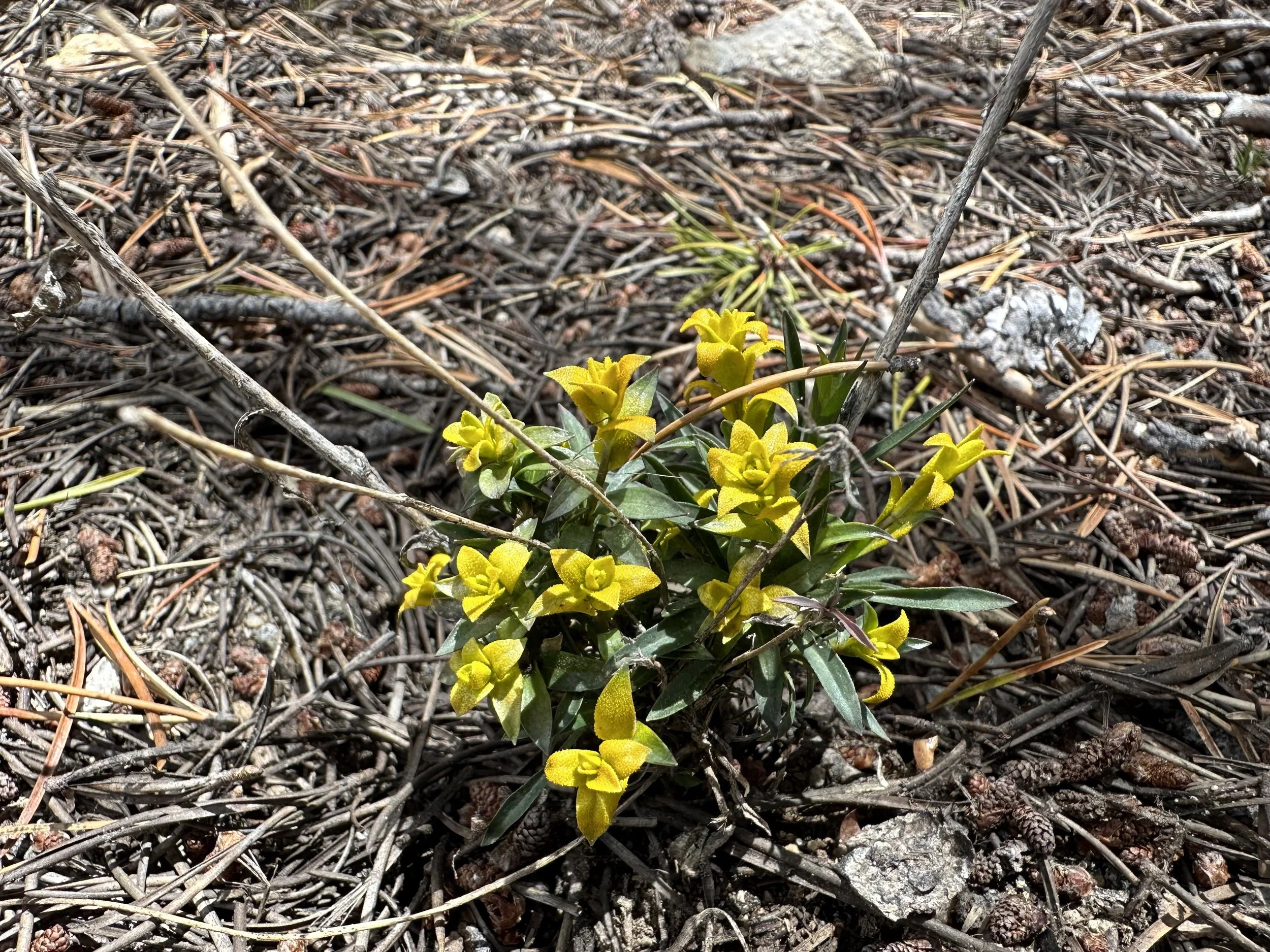 A hairy problem — Independence Pass Foundation