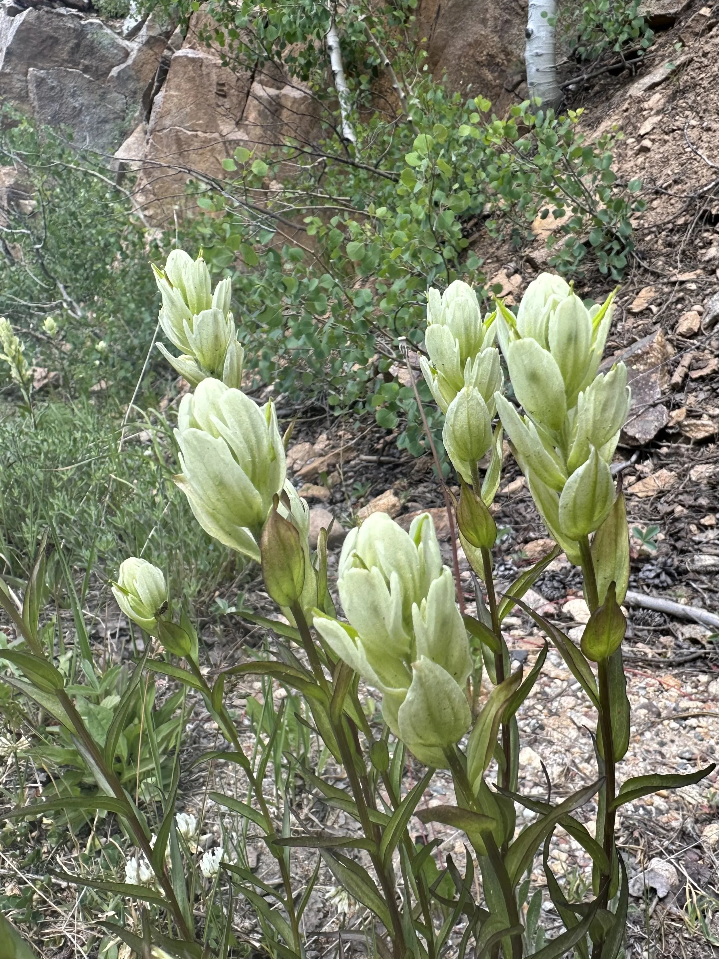 The shrinking snapdragons — Independence Pass Foundation