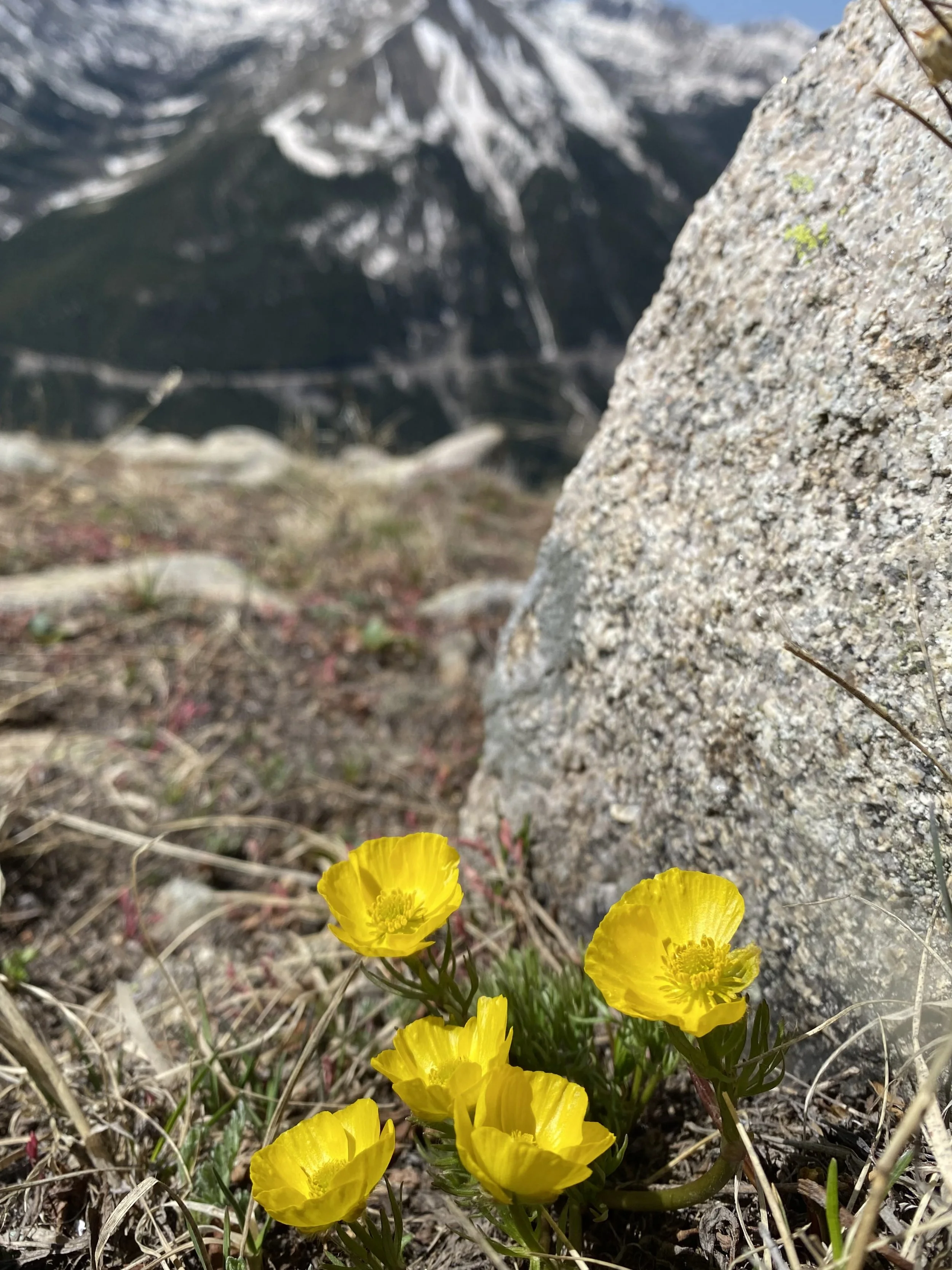 Follow the sun and the flies will follow — Independence Pass Foundation