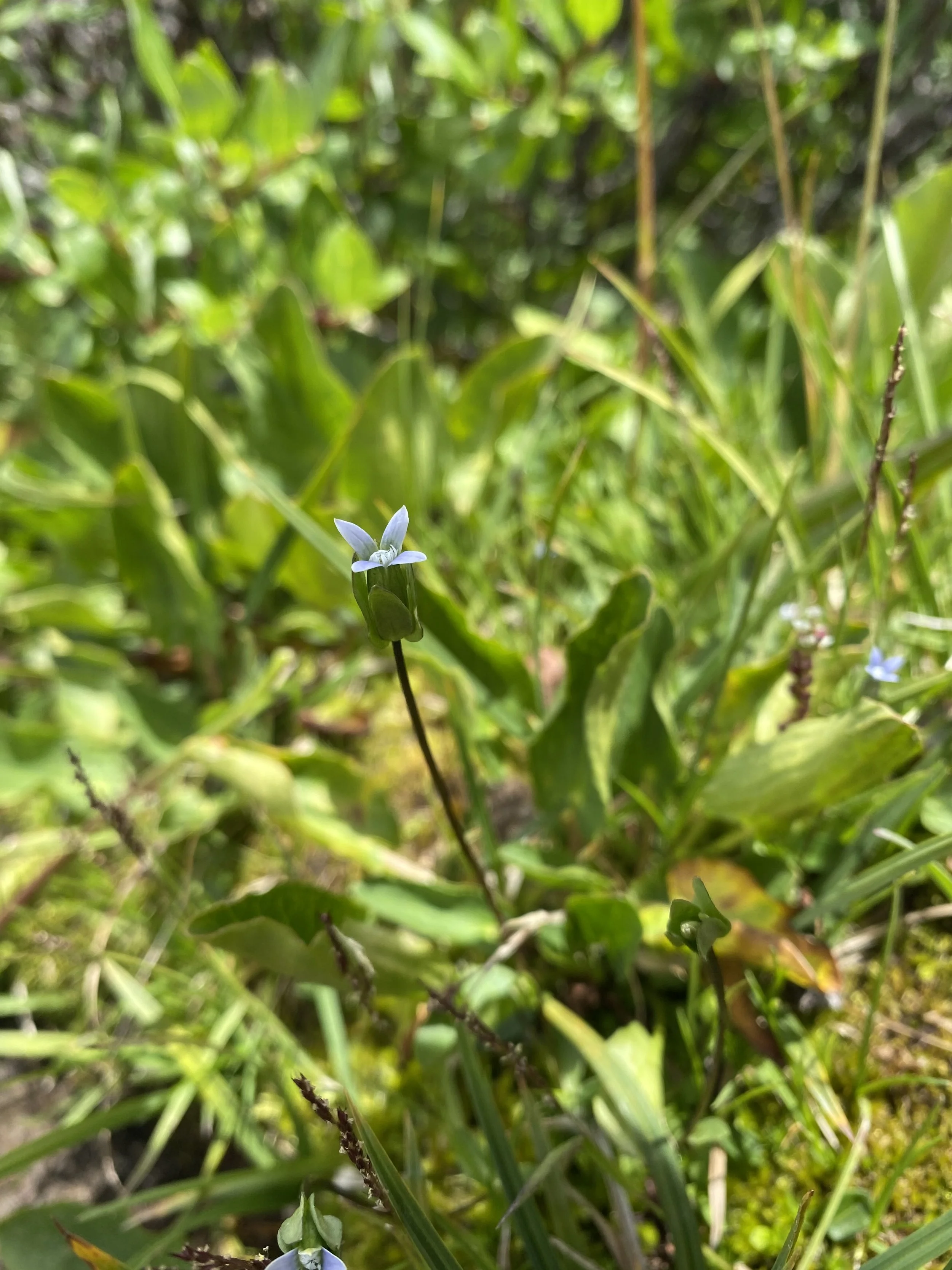 Our smallest gentian — Independence Pass Foundation