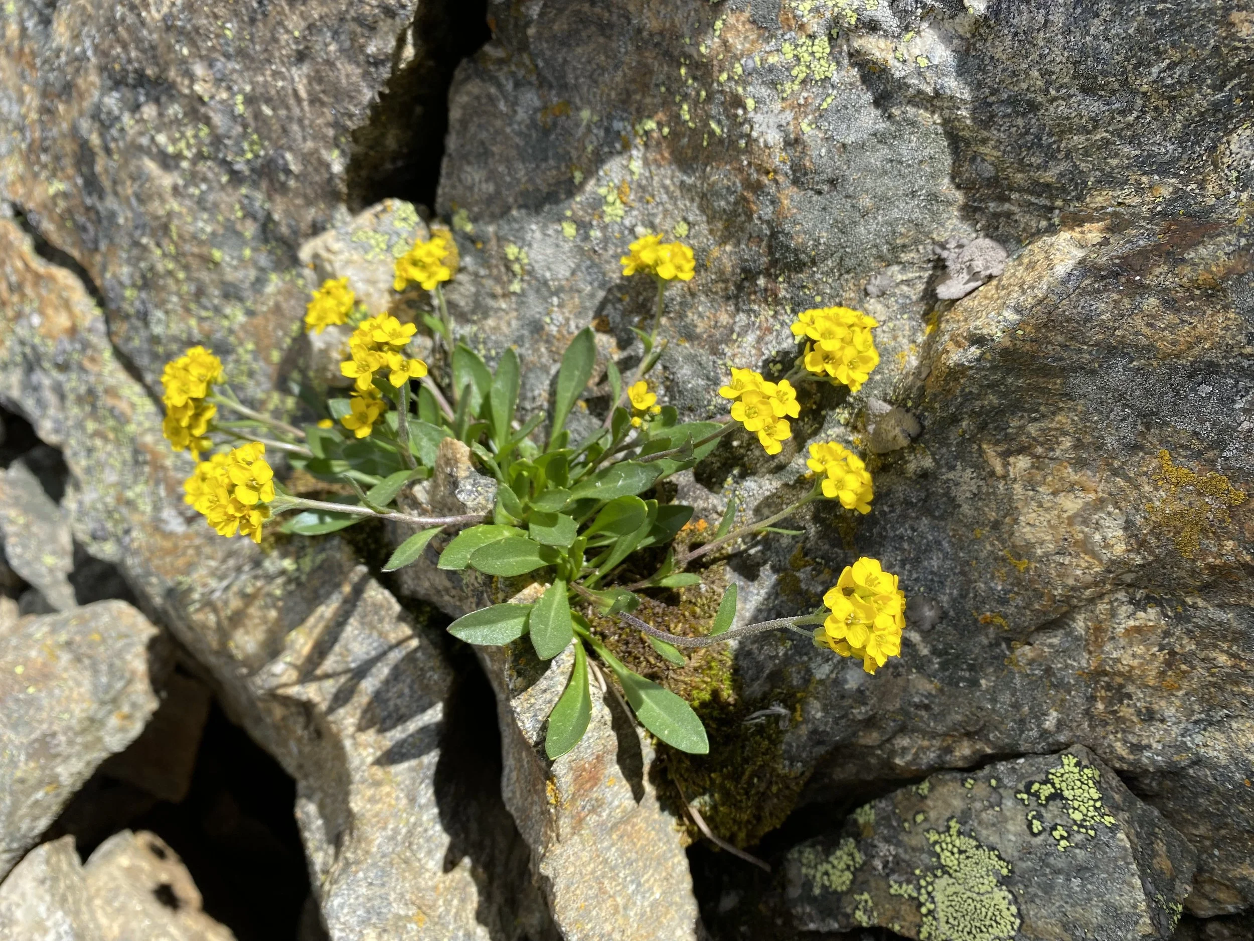 Difficult drabas — Independence Pass Foundation