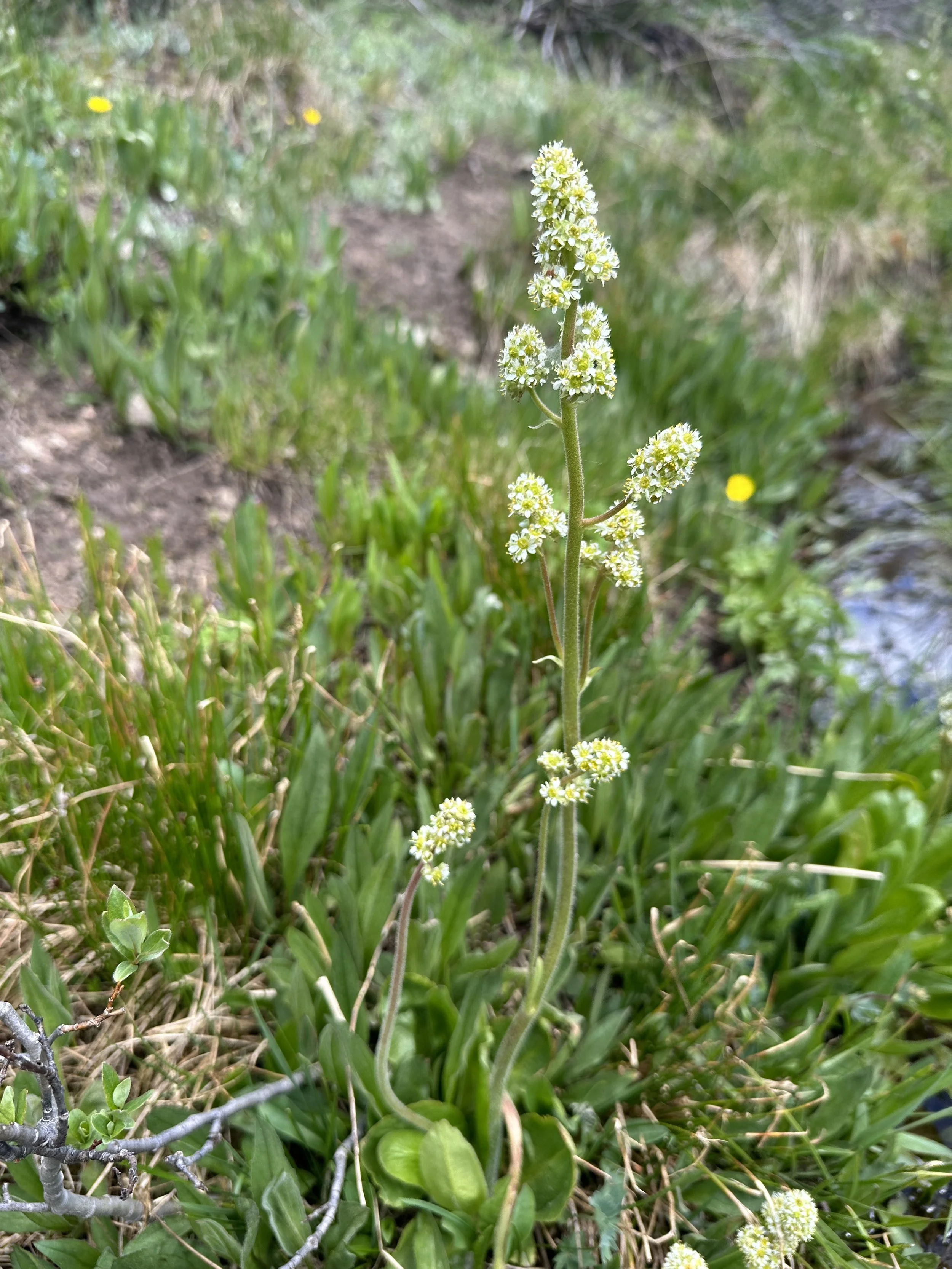 You needn't get bogged down — Independence Pass Foundation