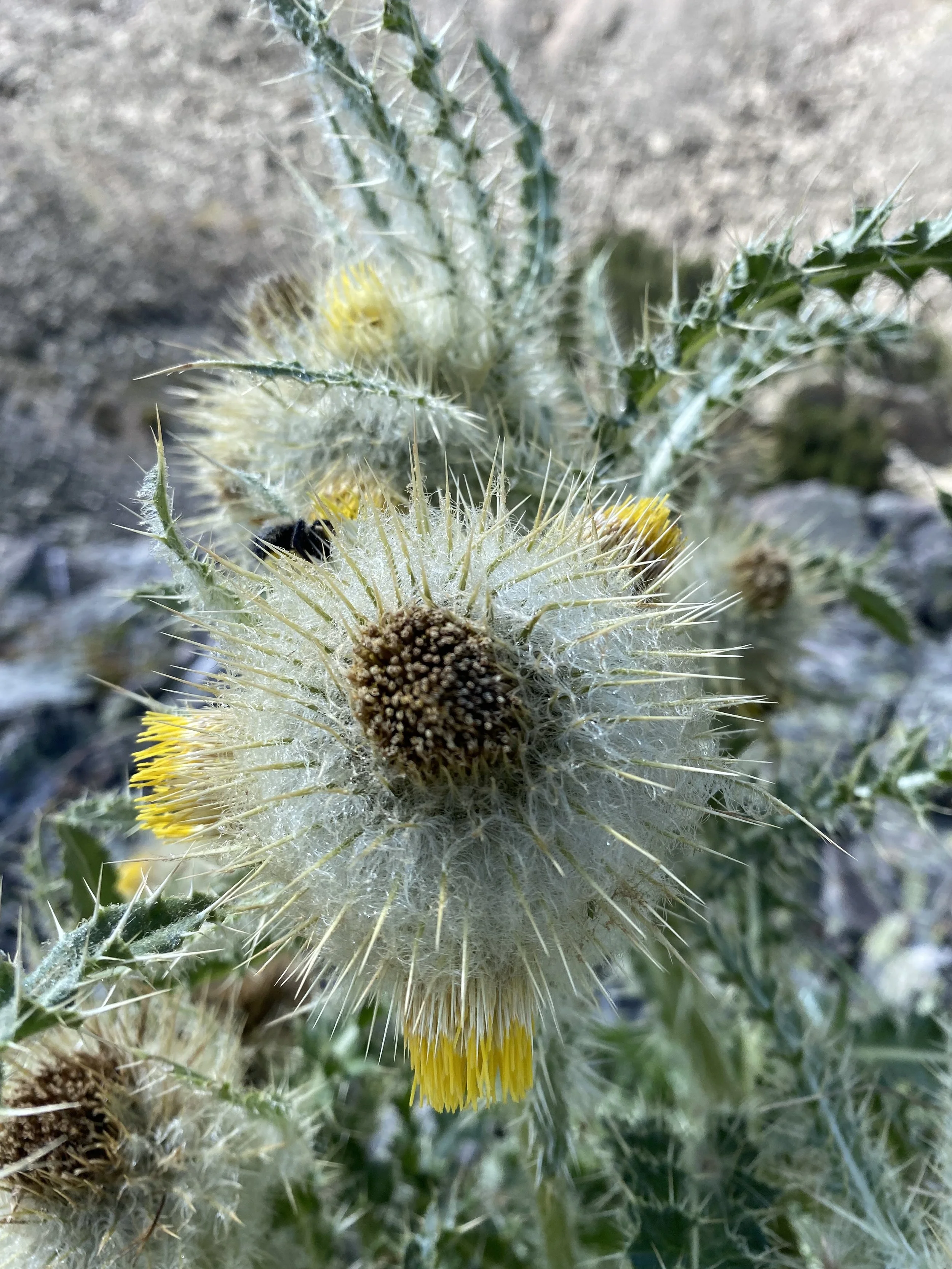 2022 Wildflower Checklist Blog — Independence Pass Foundation