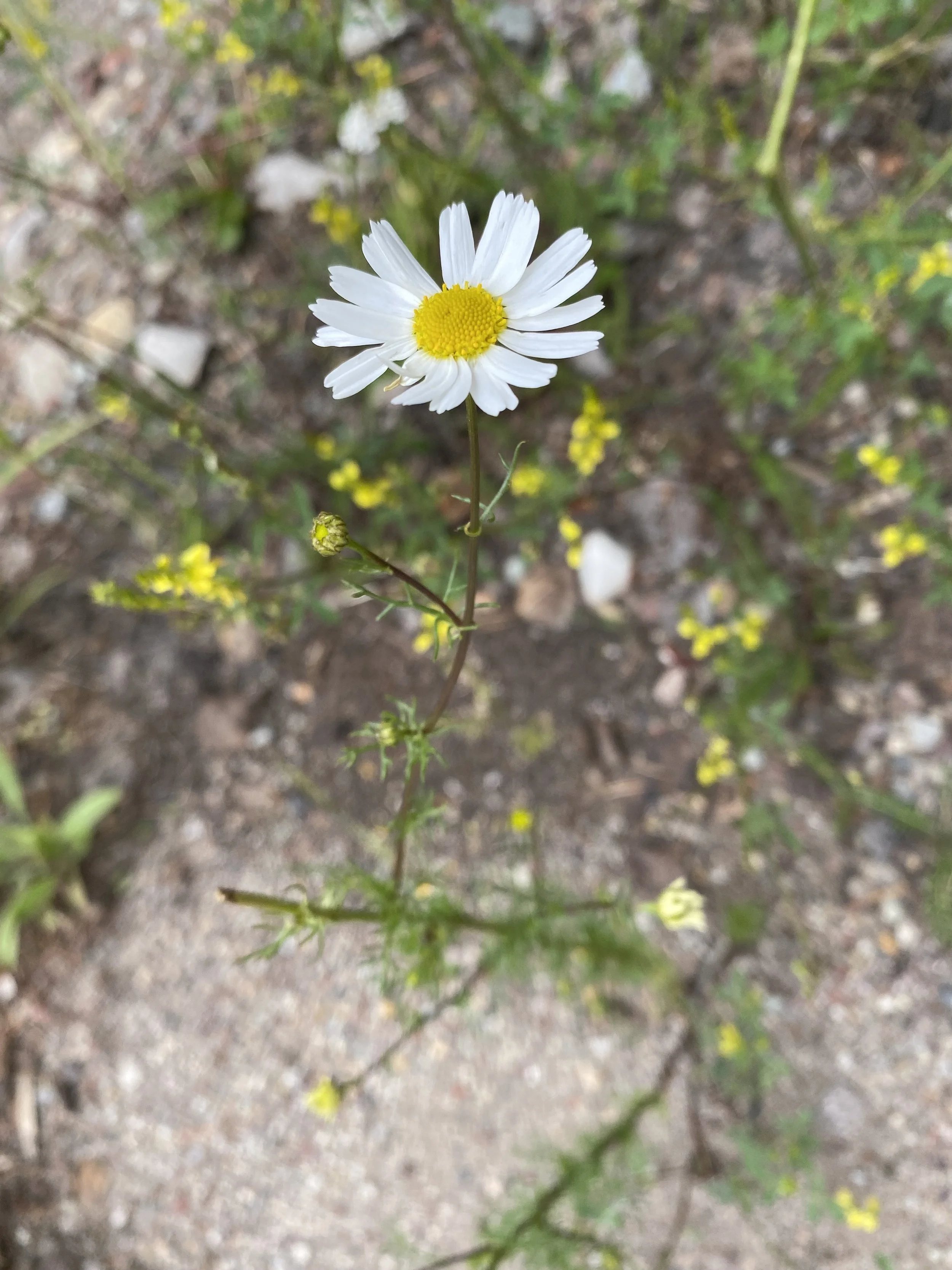Pulling me softly — Independence Pass Foundation