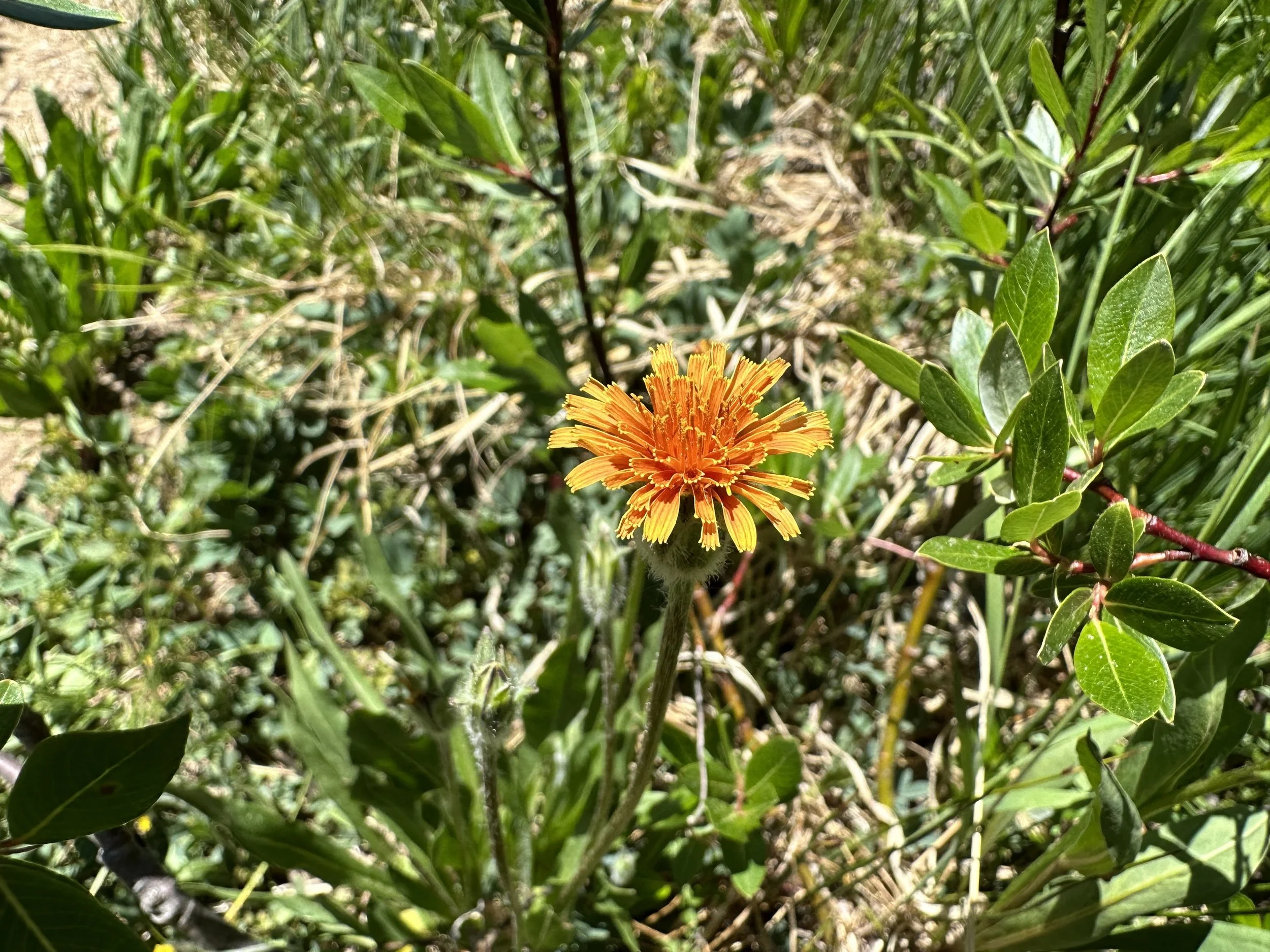 Not a lawn dweller — Independence Pass Foundation