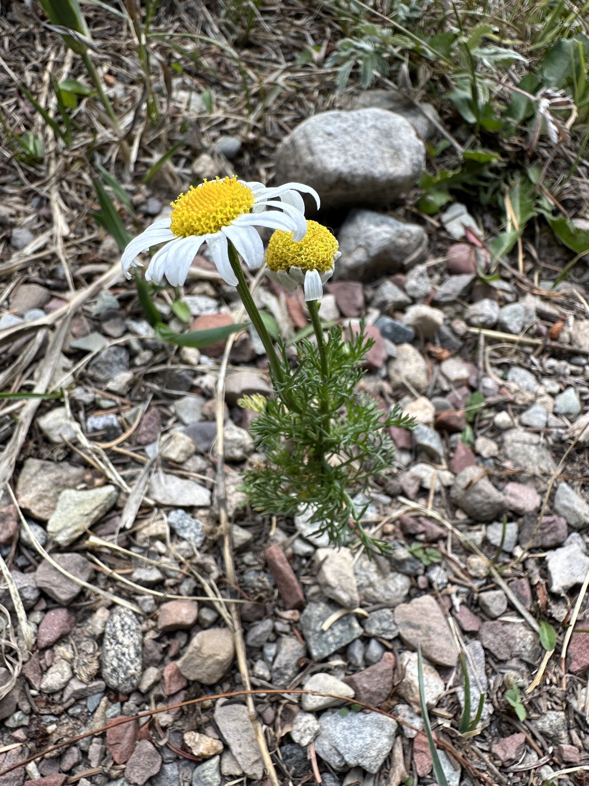 2023 Wildflower Checklist Blog — Independence Pass Foundation