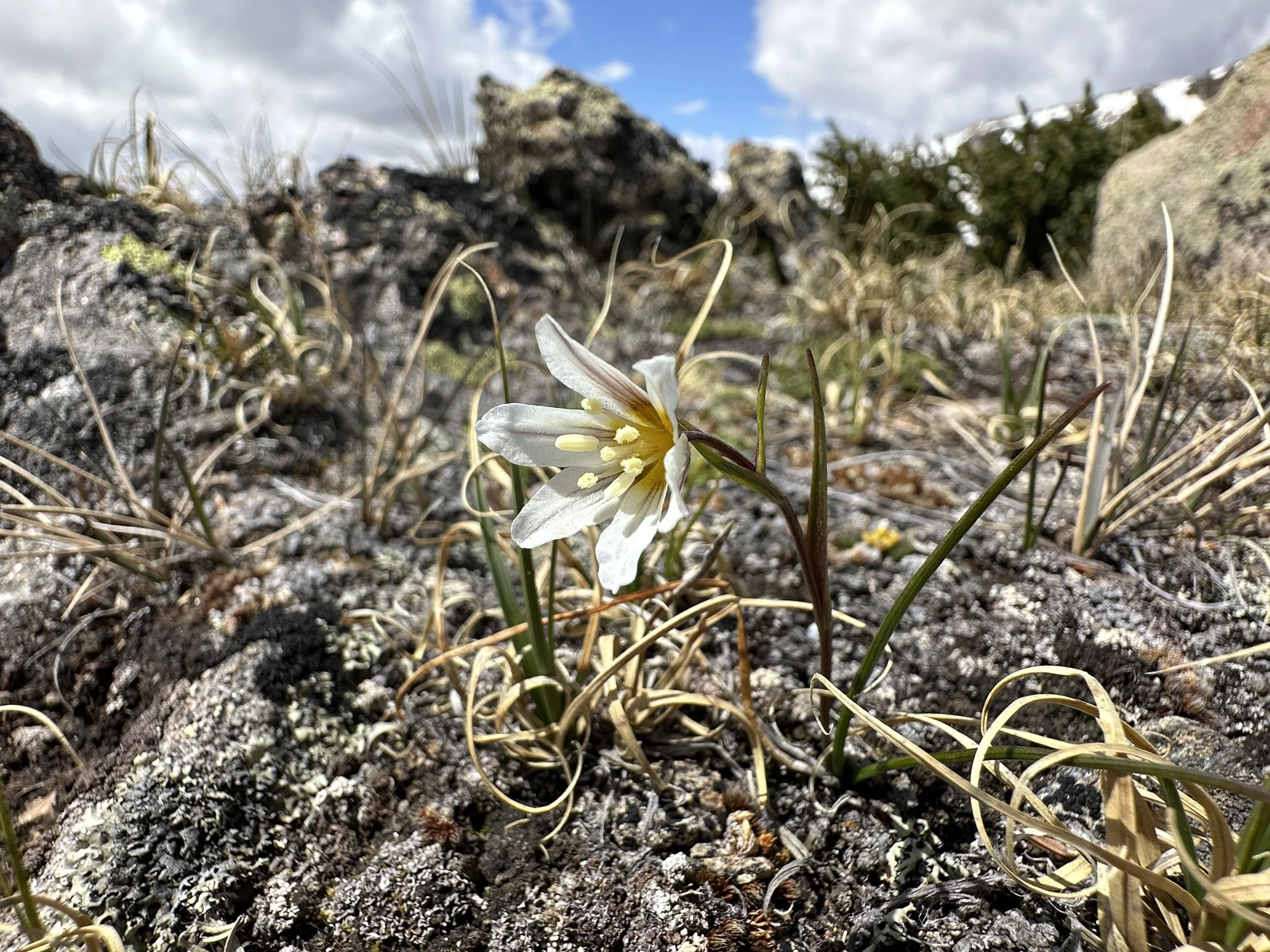 Alp lily — Independence Pass Foundation