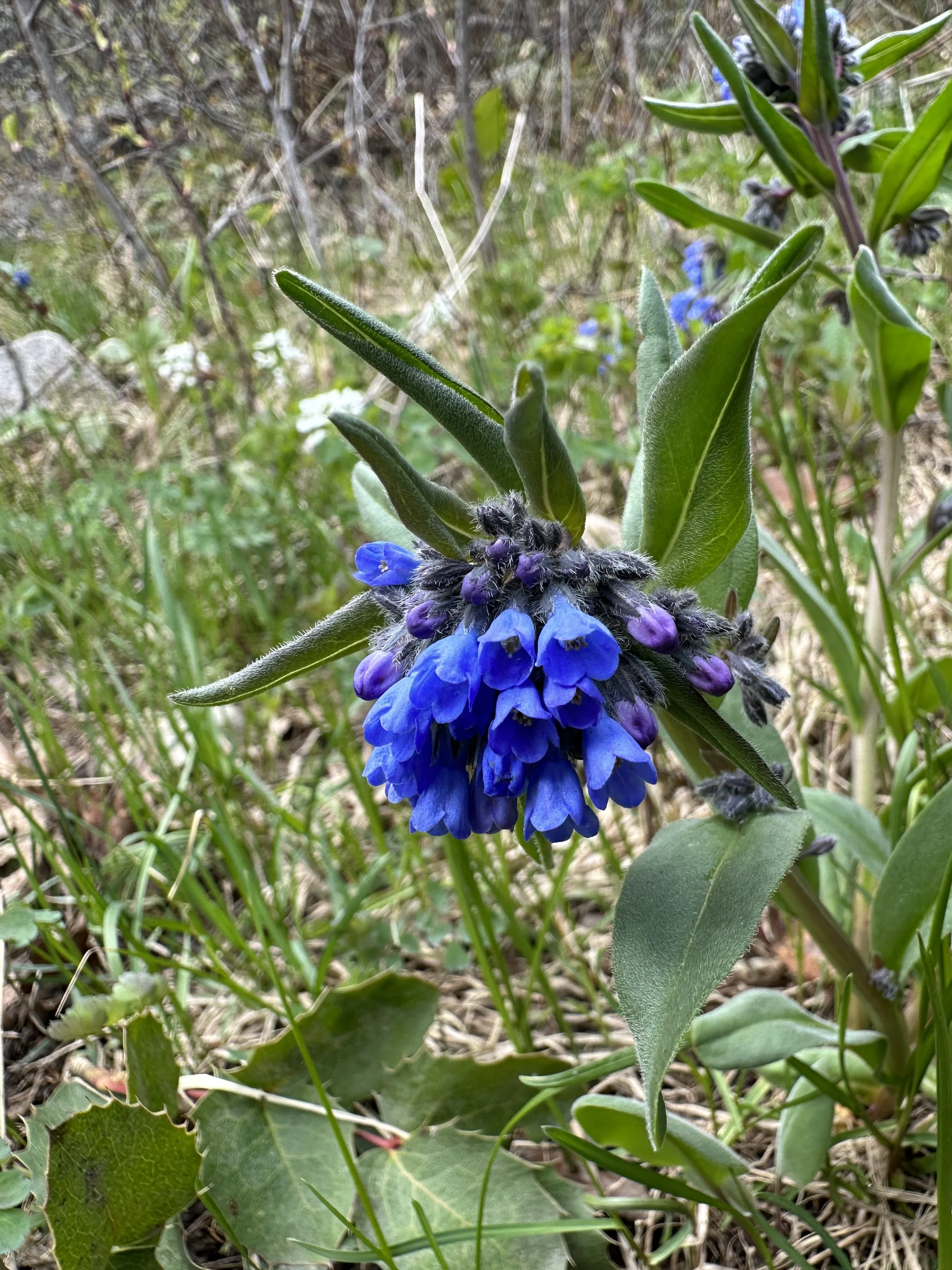 First flower of 2023! — Independence Pass Foundation