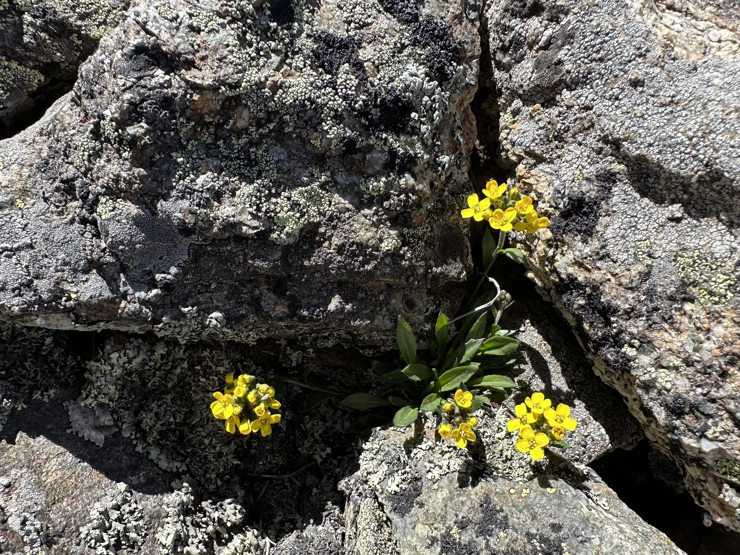 Difficult drabas — Independence Pass Foundation