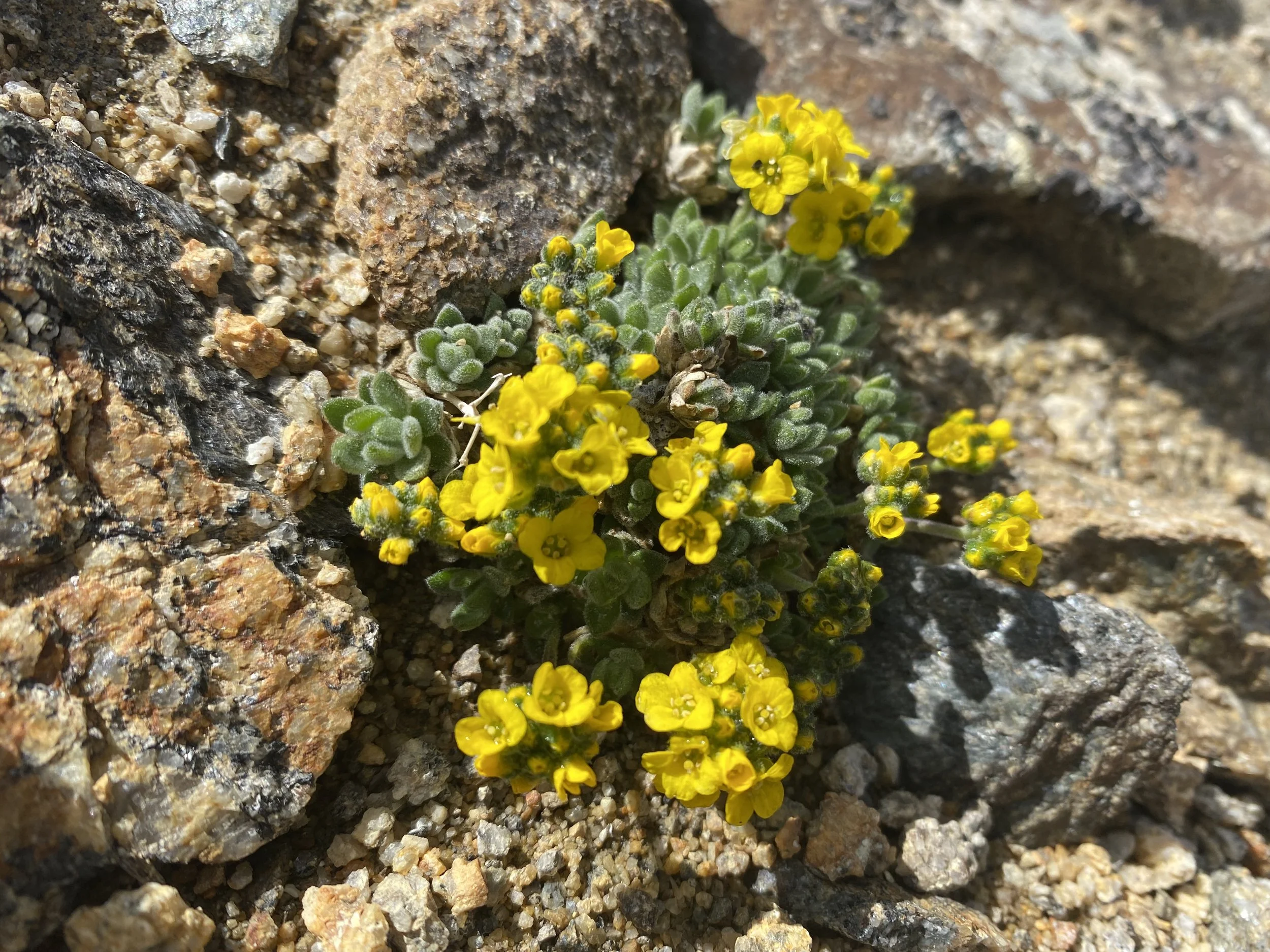 Wind River draba — Independence Pass Foundation