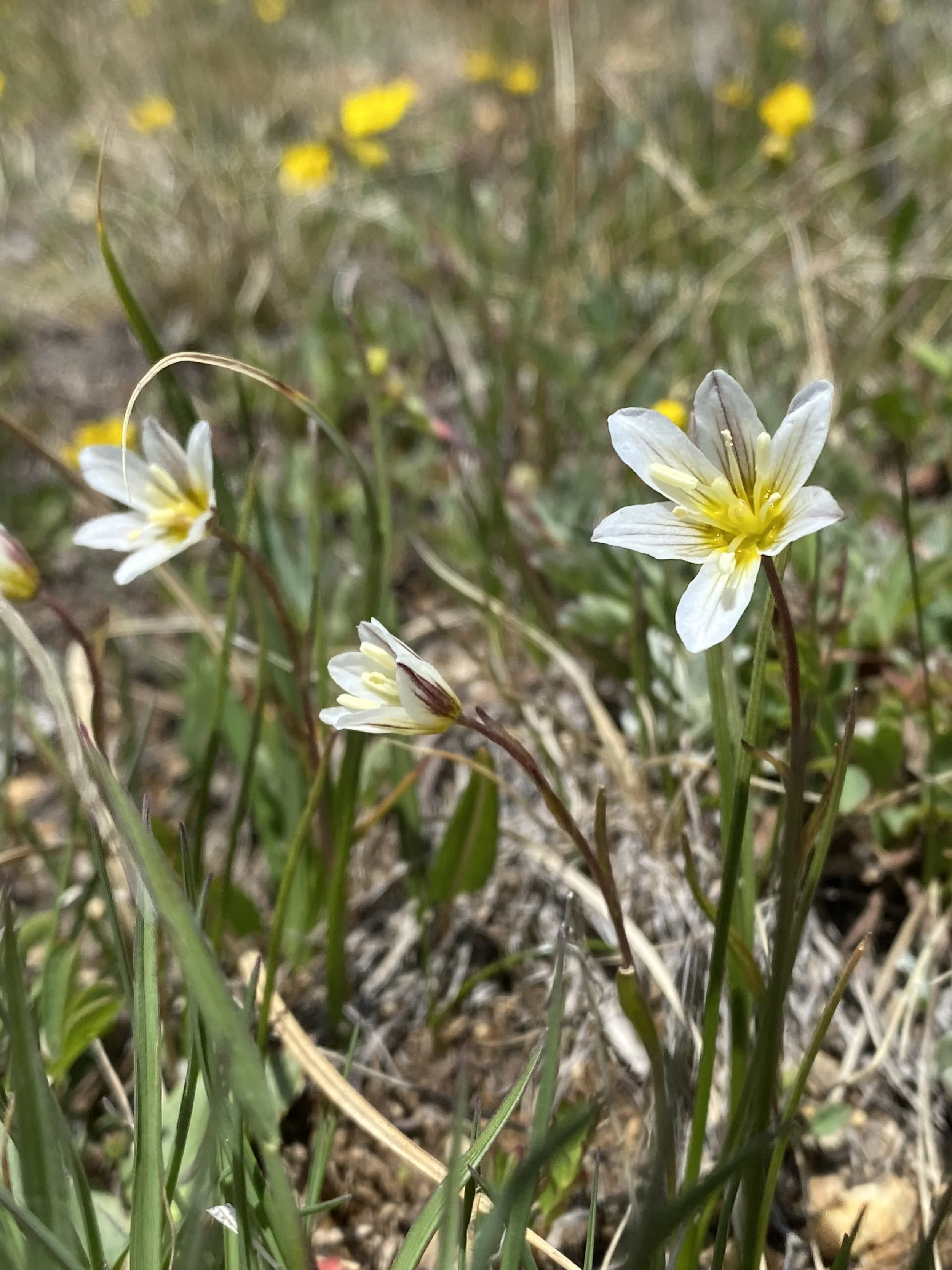Alp lily — Independence Pass Foundation