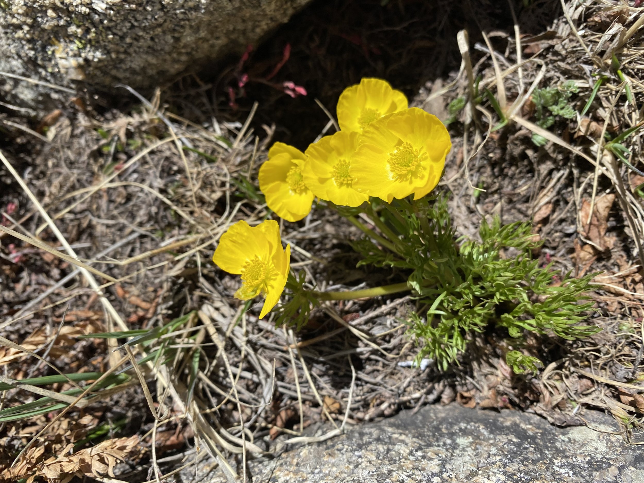 Follow the sun and the flies will follow — Independence Pass Foundation
