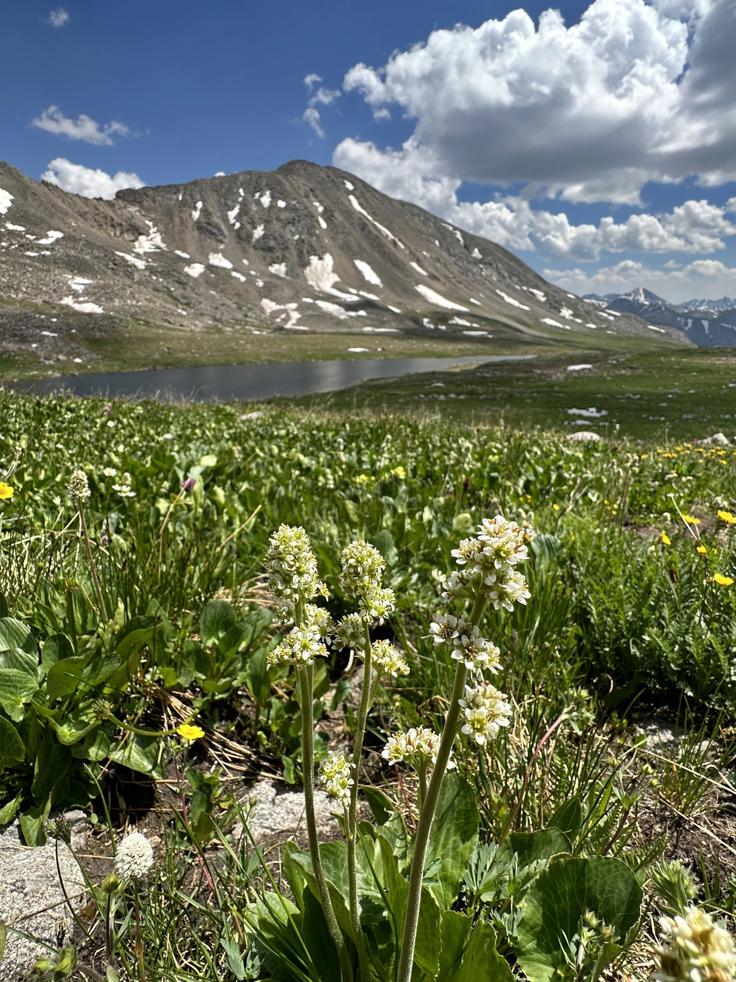 You needn't get bogged down — Independence Pass Foundation