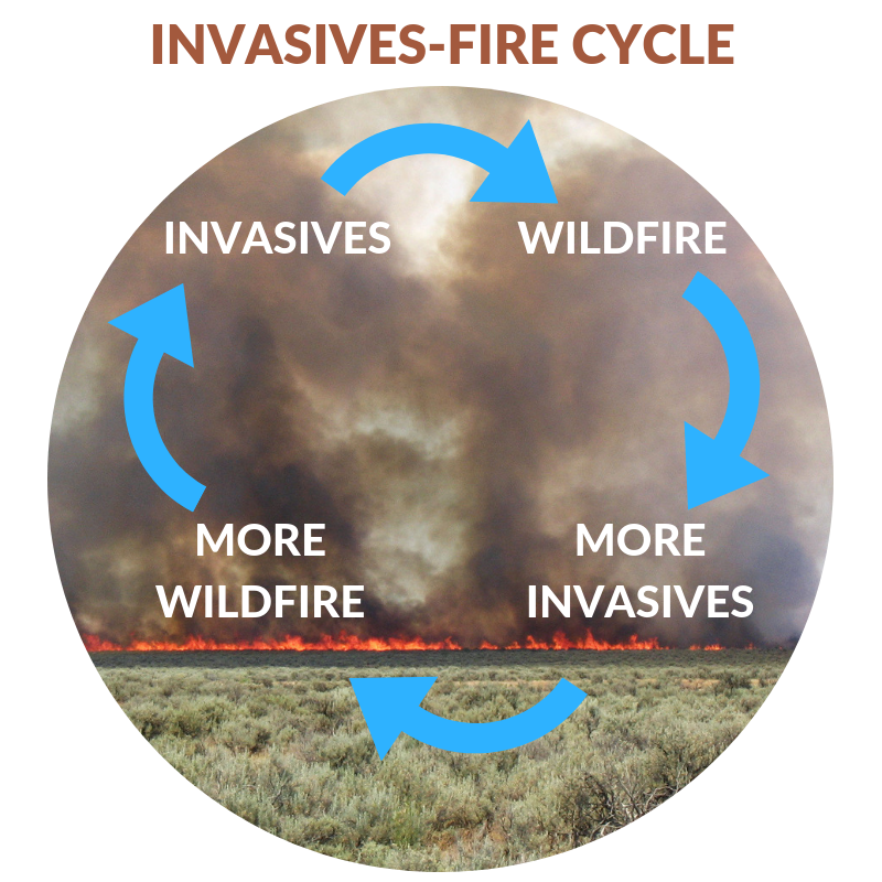 Invasives And Fire — Partners in the Sage