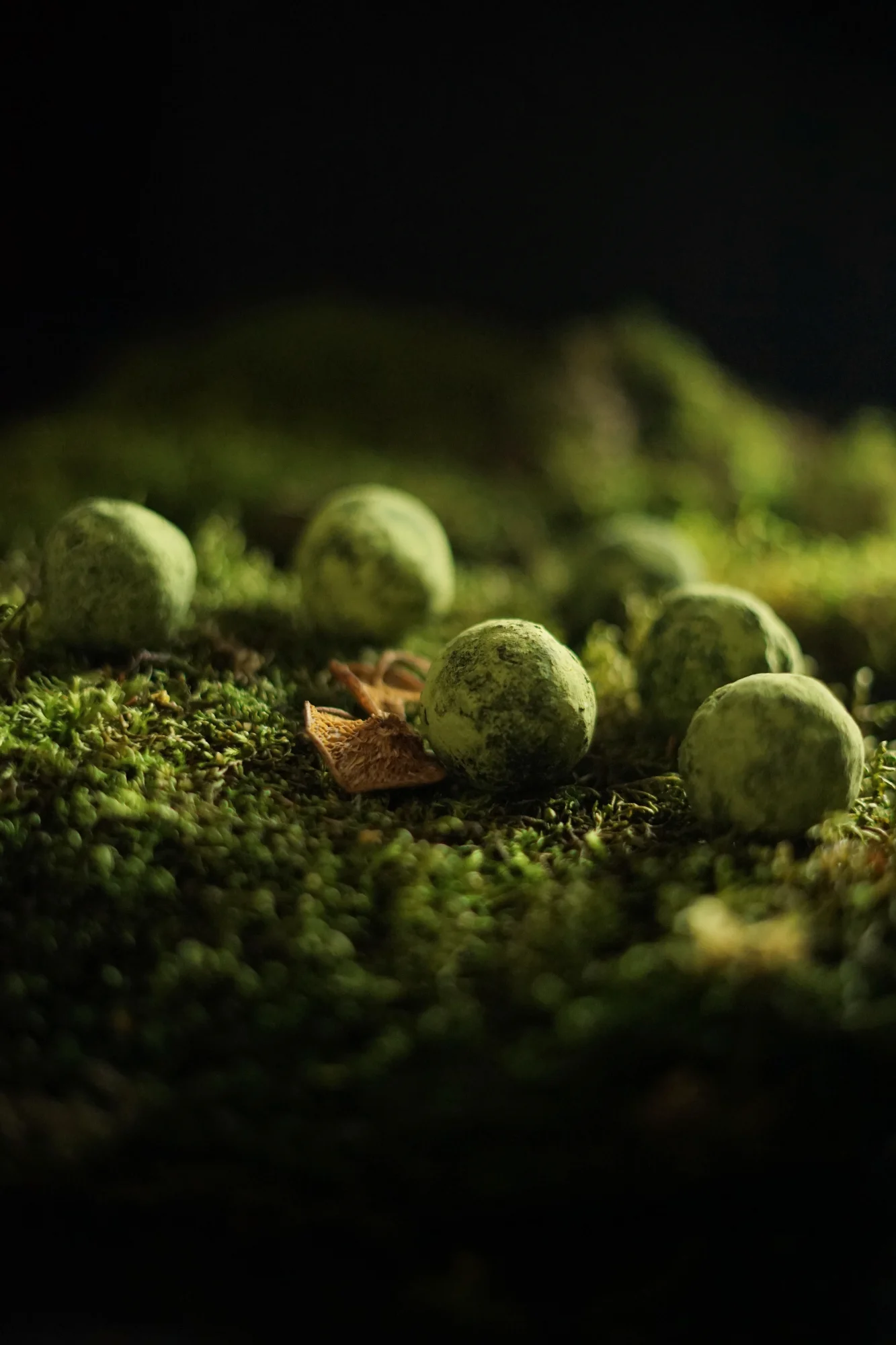 Candy Cap Moss Truffles: Mycelial Connections and Ancient Mosses — The ...