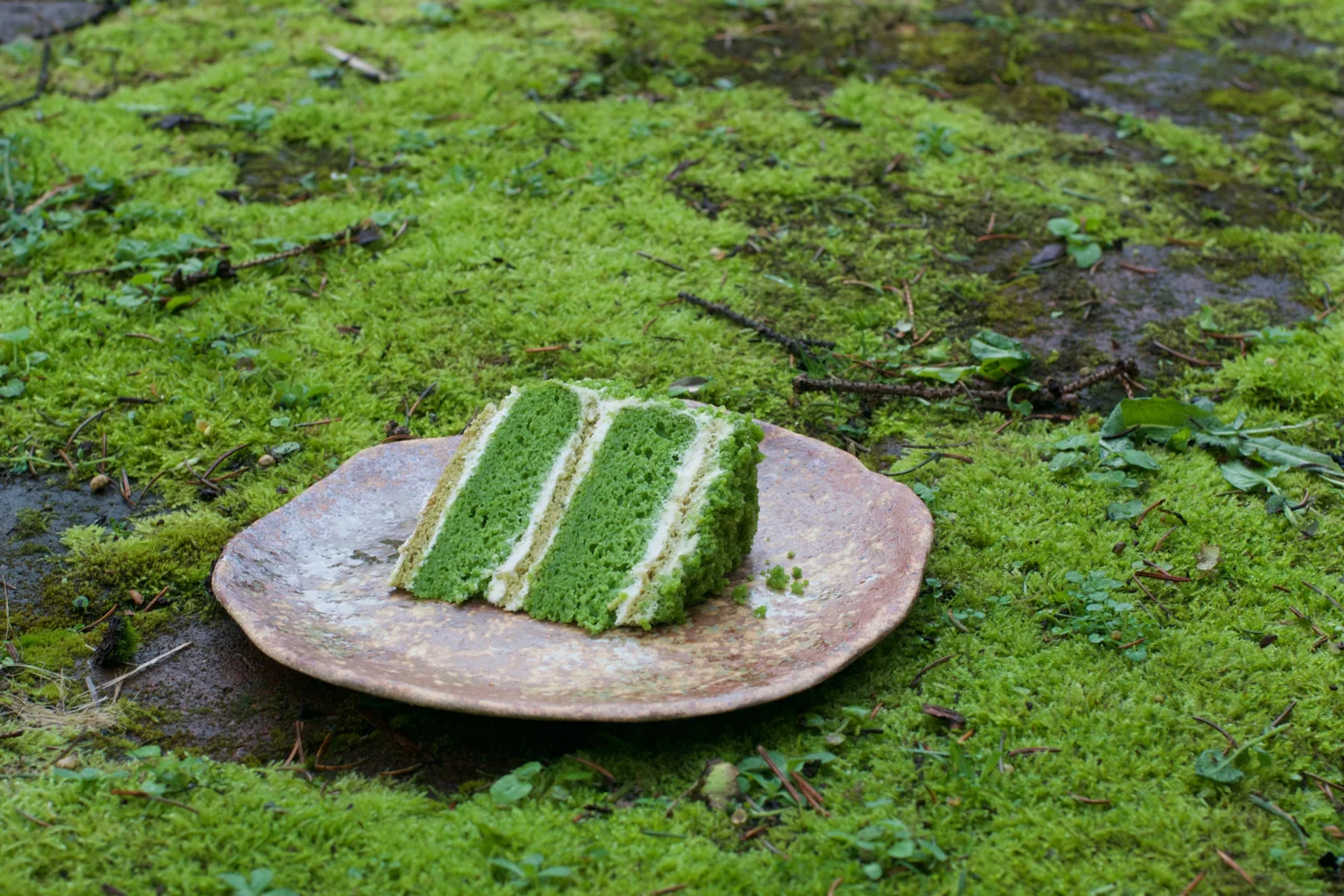 Nettle Cake: An Ode To Moss Gazing — The Wondersmith