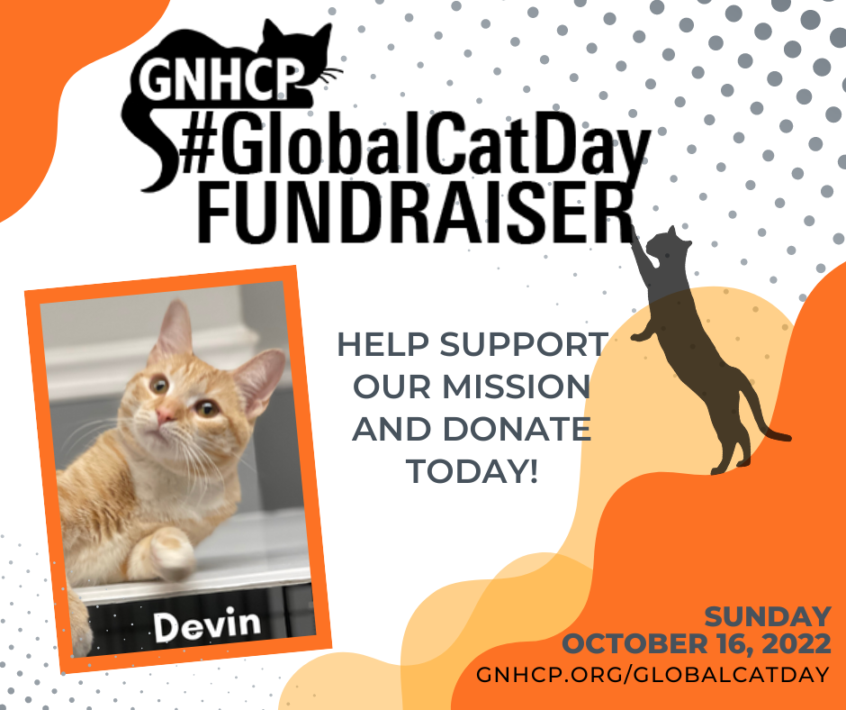 Global Cat Day Fundraiser 2022 — The Greater New Haven Cat Project, Inc