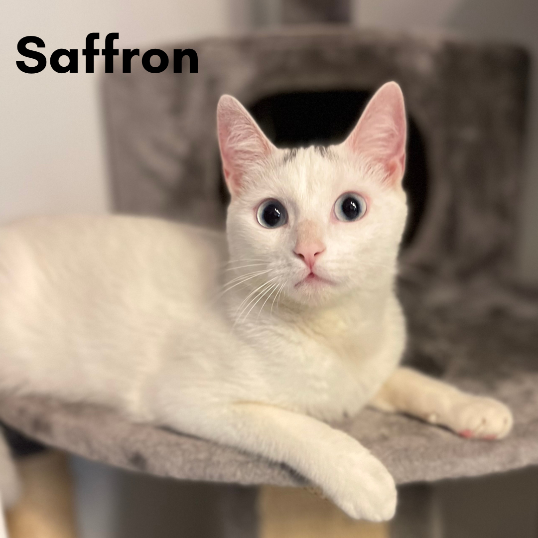 Adoptions — The Greater New Haven Cat Project, Inc