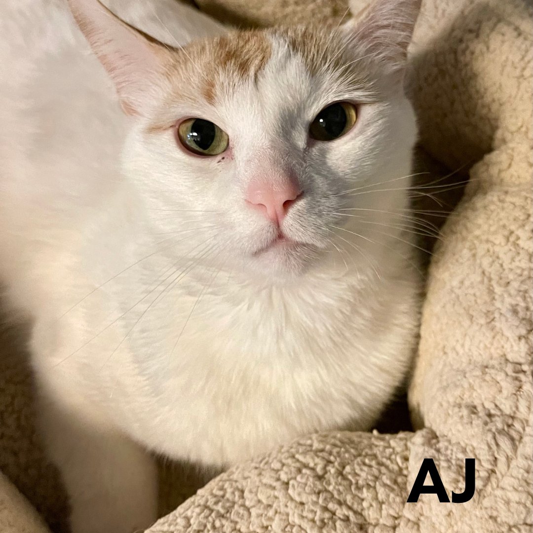 Adoptions — The Greater New Haven Cat Project, Inc