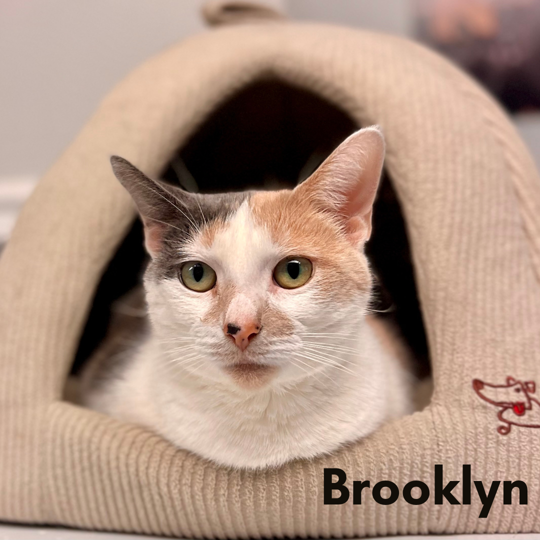 Adoptions — The Greater New Haven Cat Project, Inc