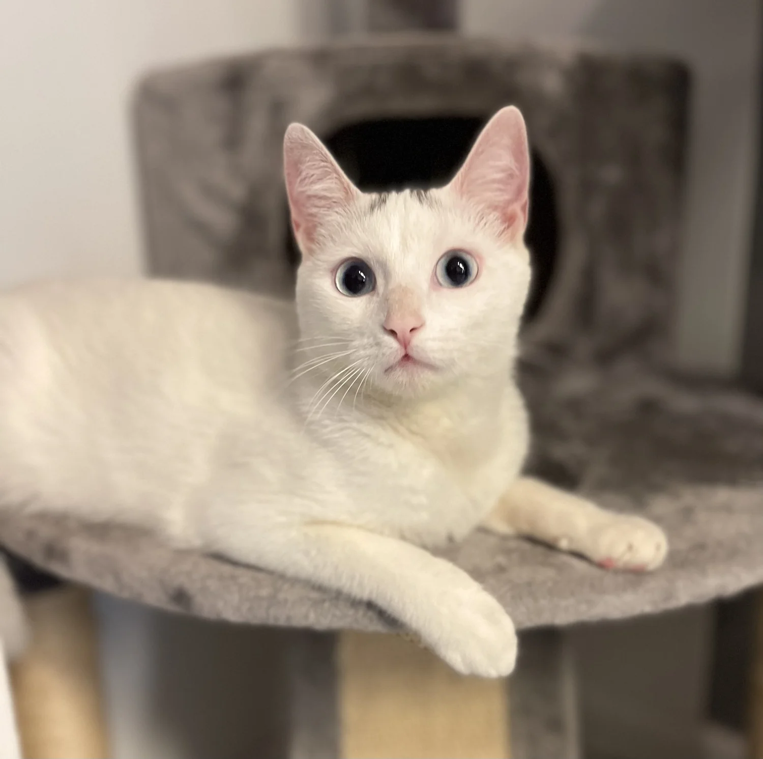 The Greater New Haven Cat Project, Inc