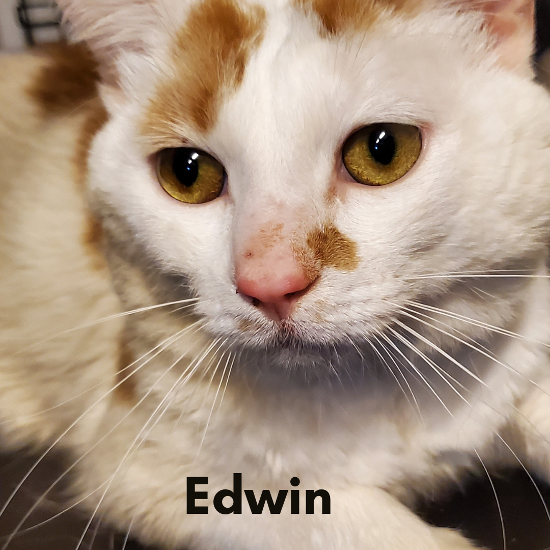 Adoptions — The Greater New Haven Cat Project, Inc