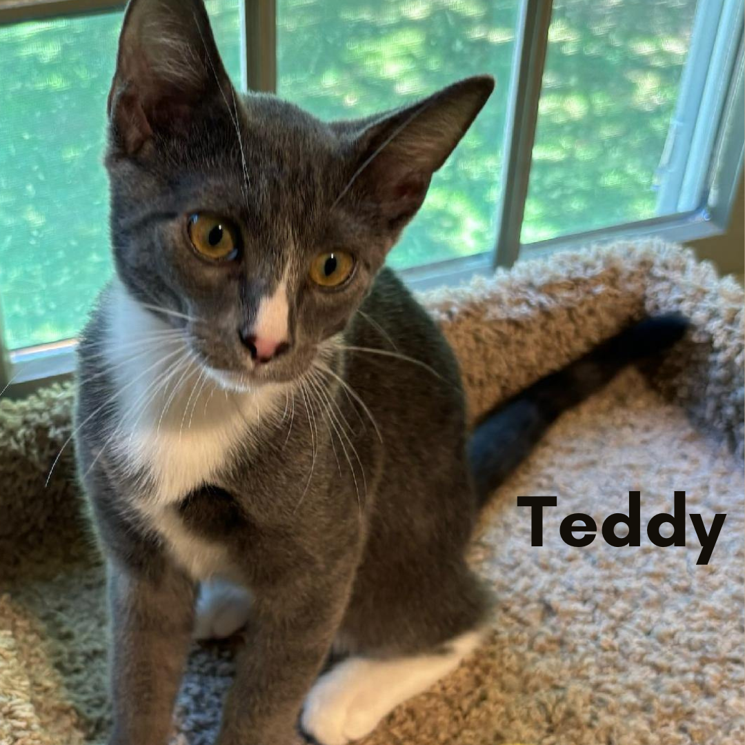 Adoptions — The Greater New Haven Cat Project, Inc