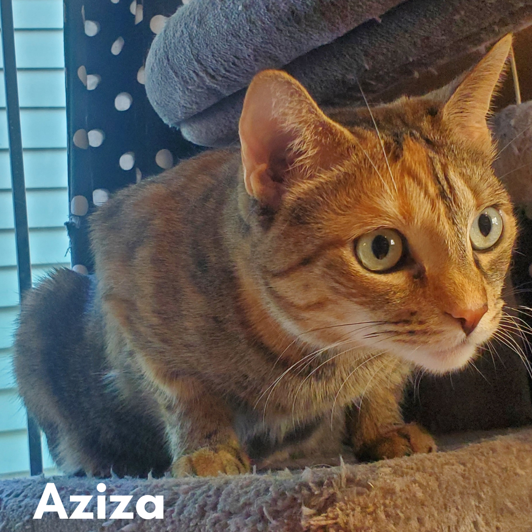 The Greater New Haven Cat Project, Inc