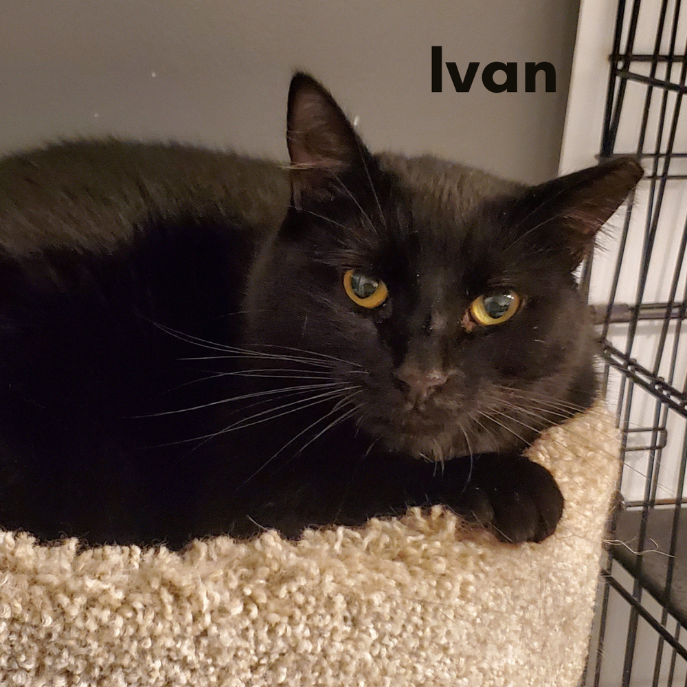 The Greater New Haven Cat Project, Inc