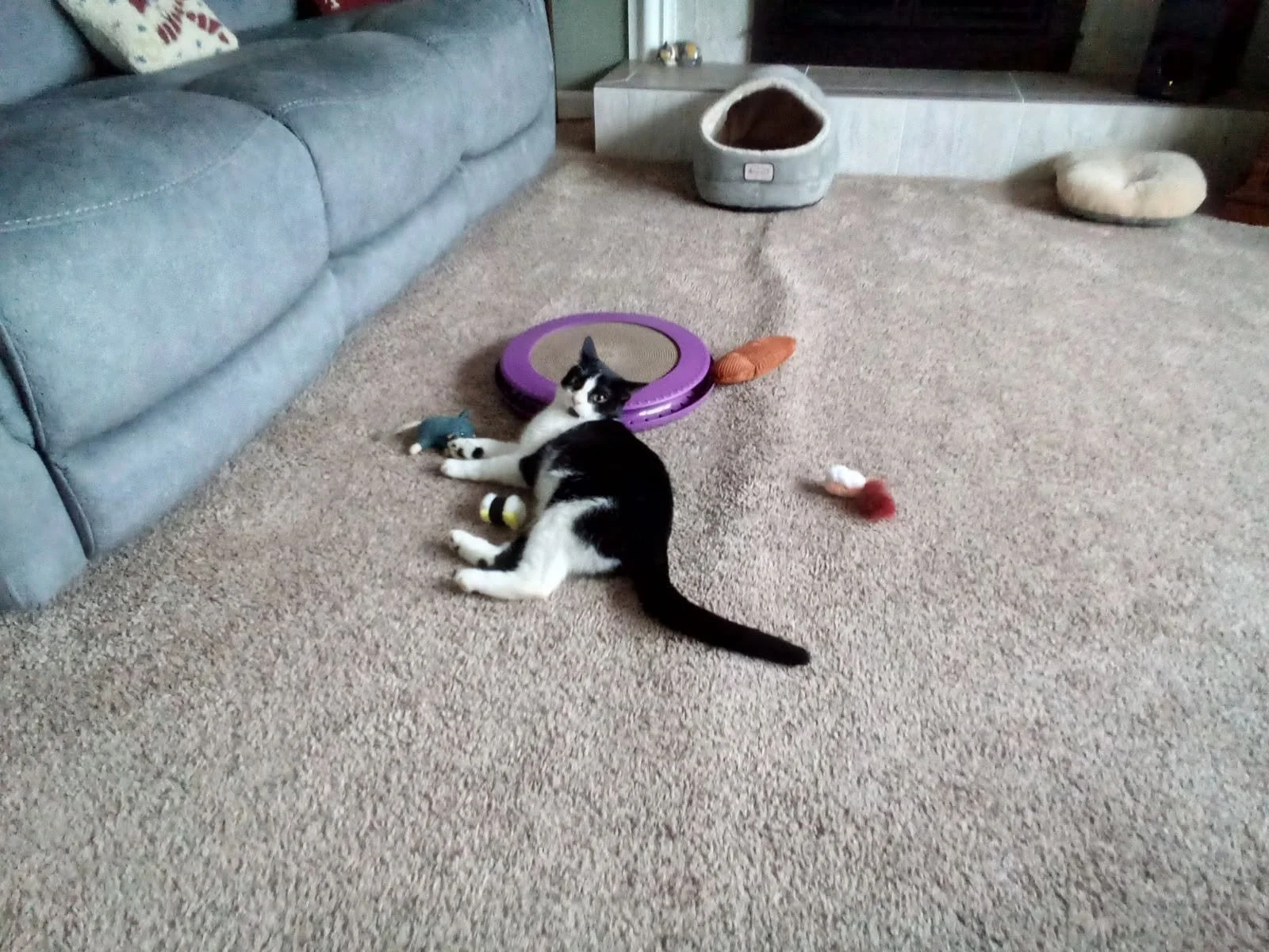 Our Mission — The Greater New Haven Cat Project, Inc