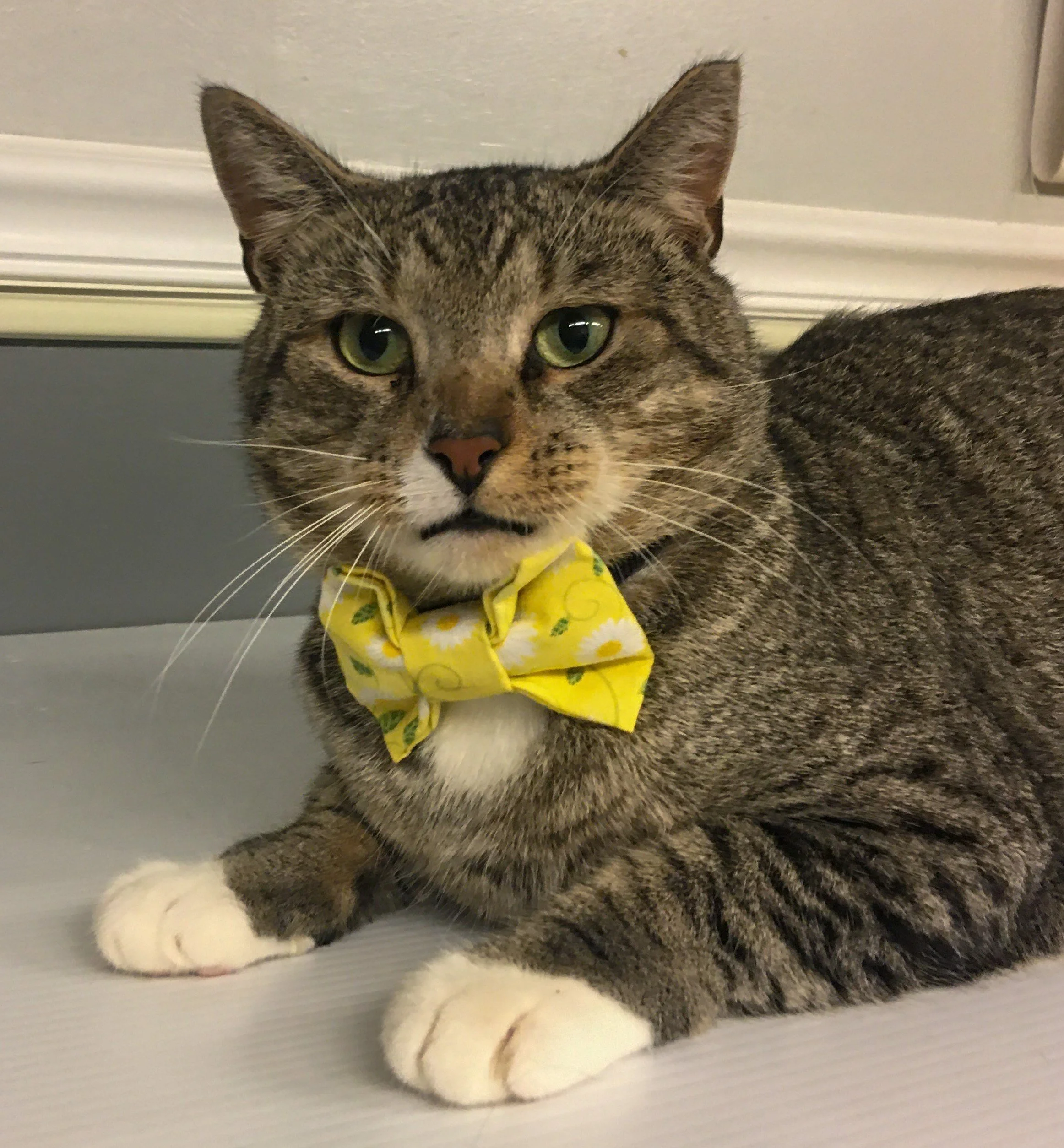 Resources & FAQ — The Greater New Haven Cat Project, Inc