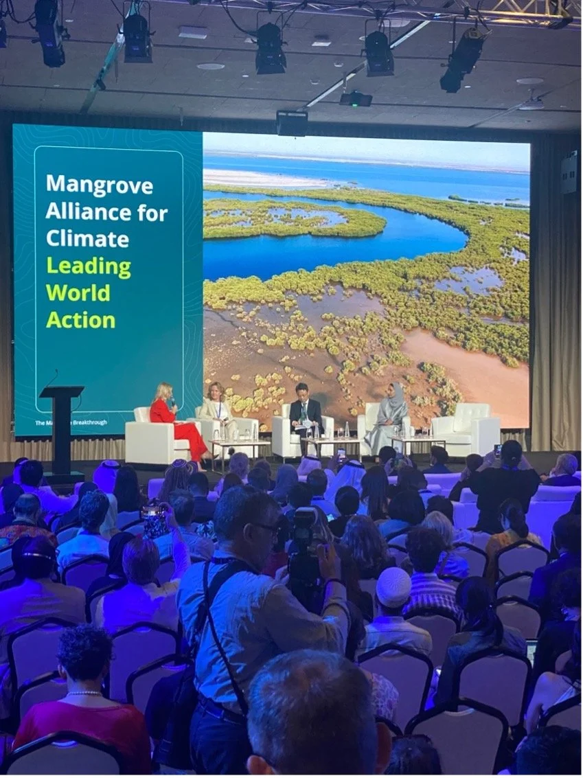 COP28 in UAE Sings the Praises of Blue Carbon Ecosystems — Climate ...